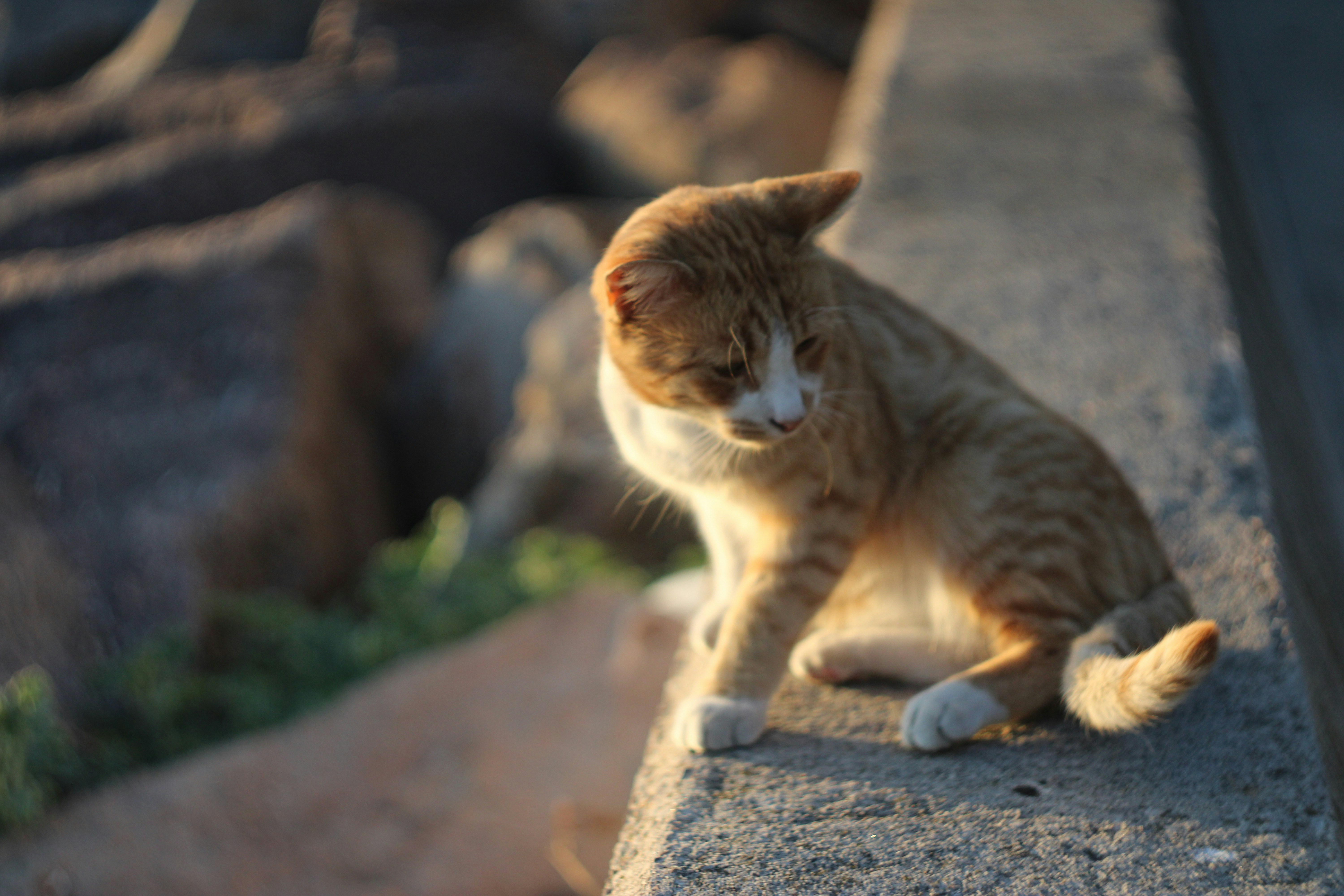 Sunlit Pause on the Concrete Verge: A Ginger Cat at Rest