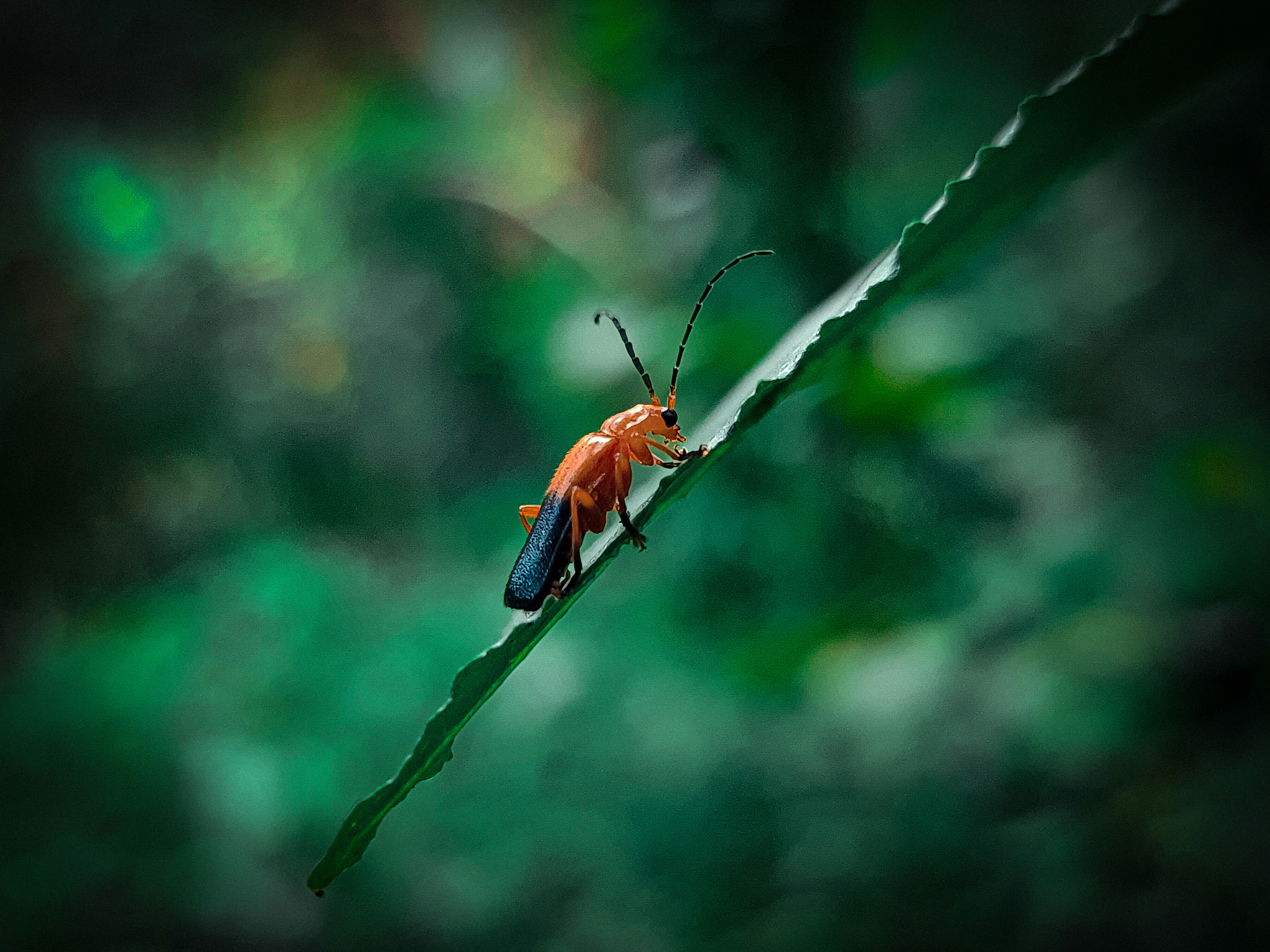 Insecte Rouge Photos | Télécharger des images gratuites sur Unsplash