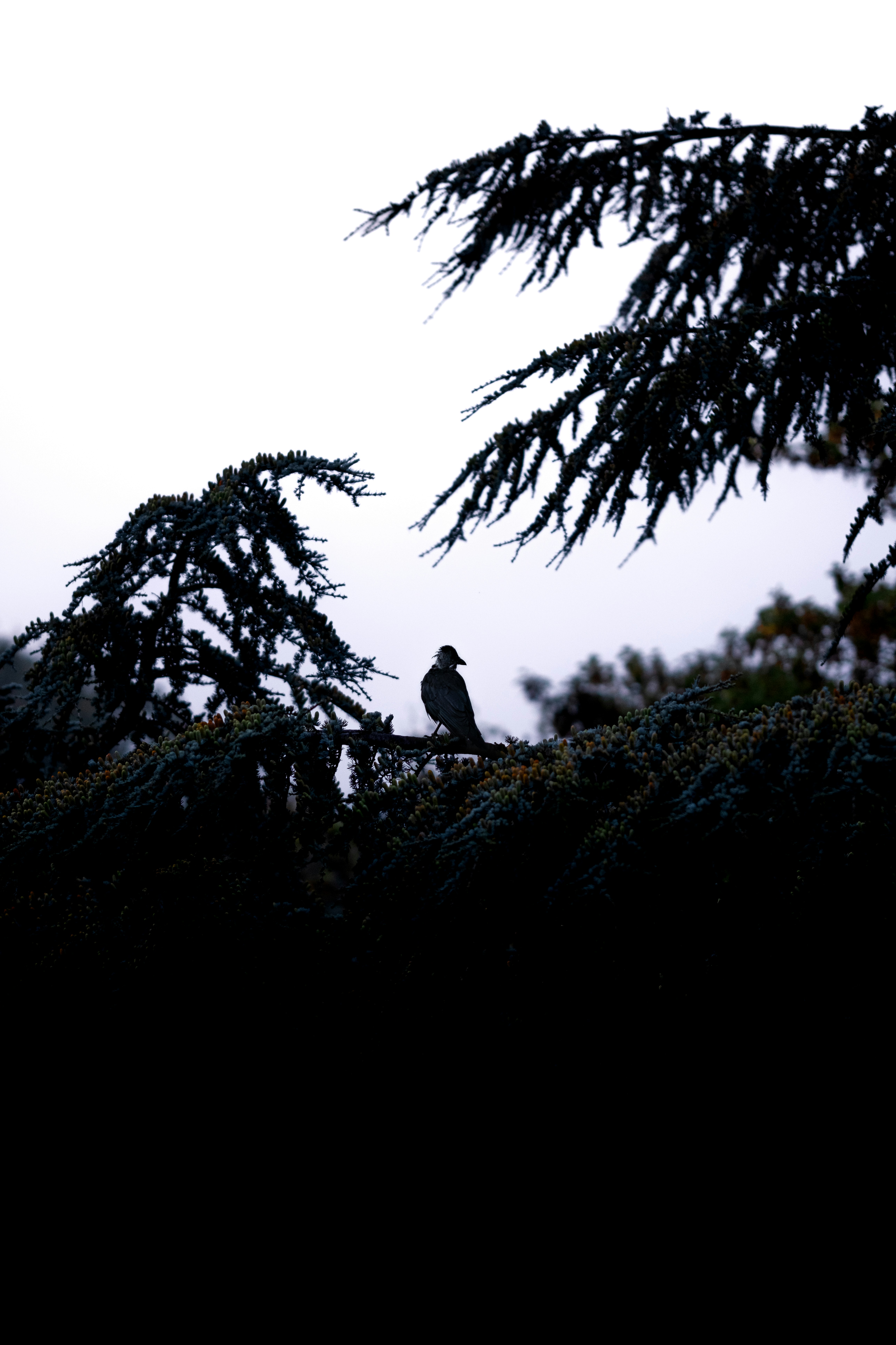 Dusk Sentinel on a Pine: A Quiet Silhouette at Twilight