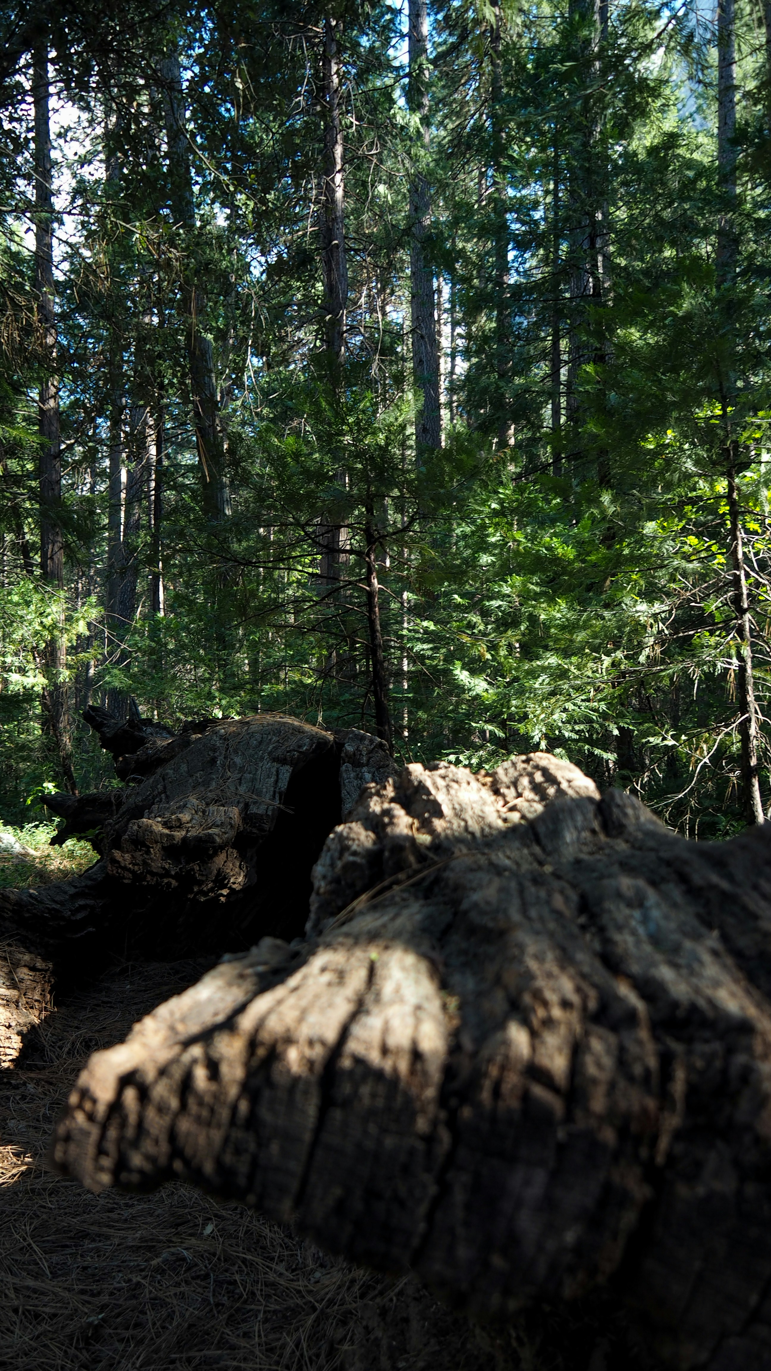 Sunlit Ridge: A Weathered Log Reaches into the Forest