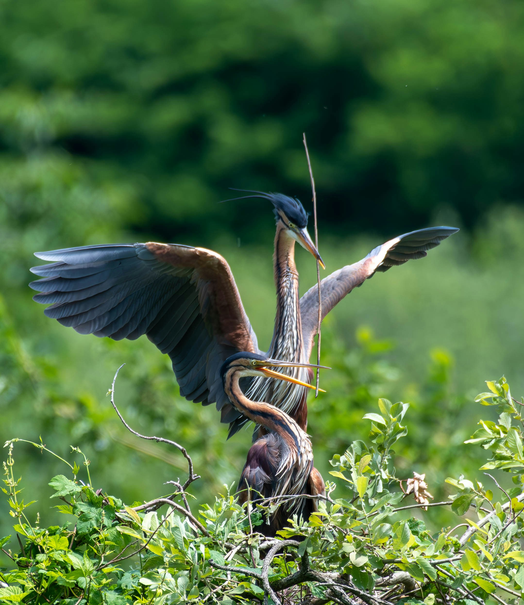 a large bird with a long beak standing on top of a tree branch