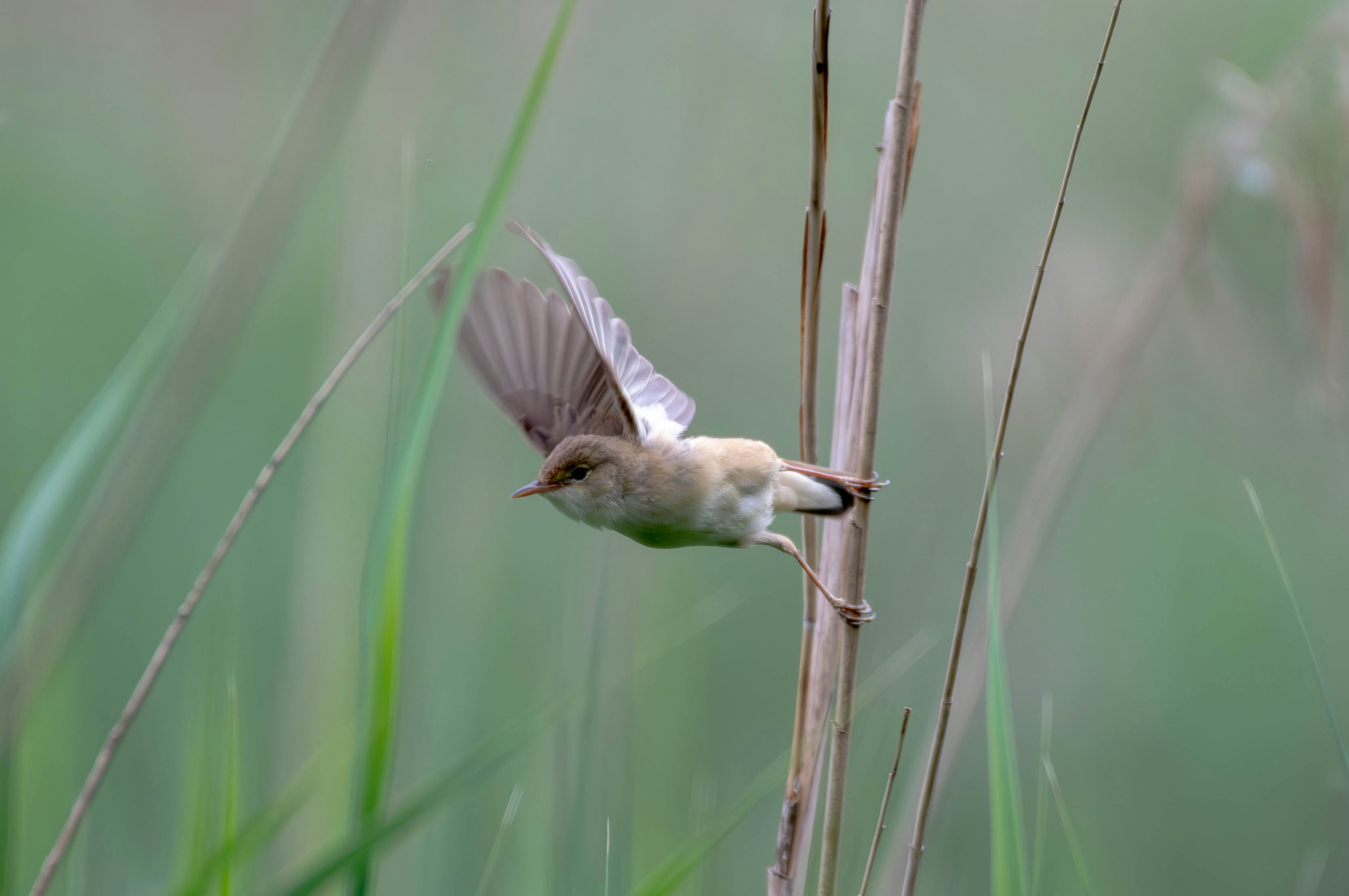 Winged slip through reed shadows: a tiny passerine mid-flight