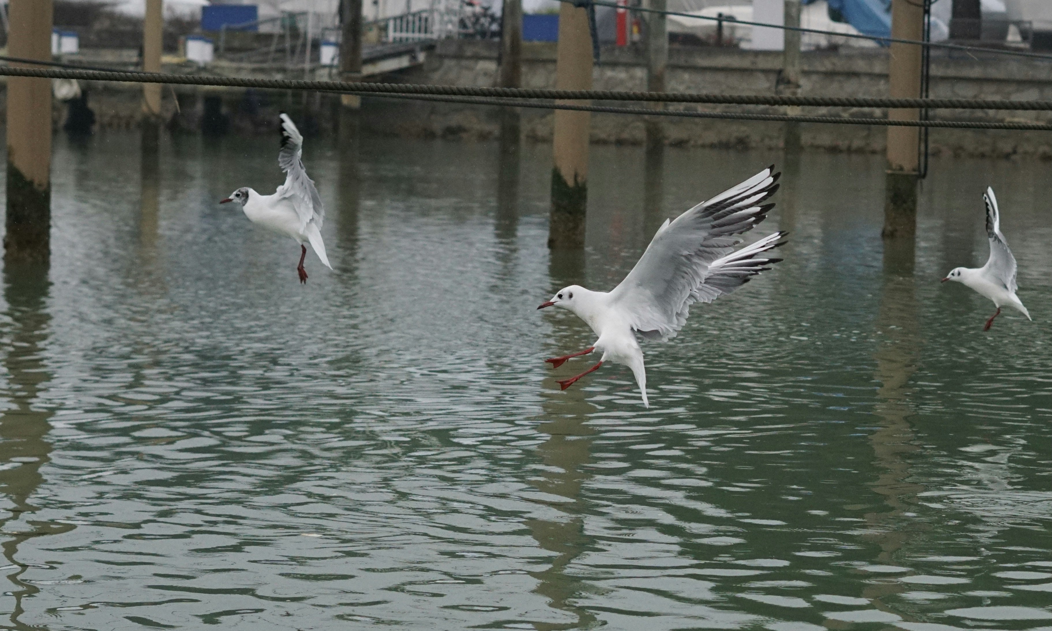 Une volée d’oiseaux survolant un plan d’eau photo – Photo Animal ...