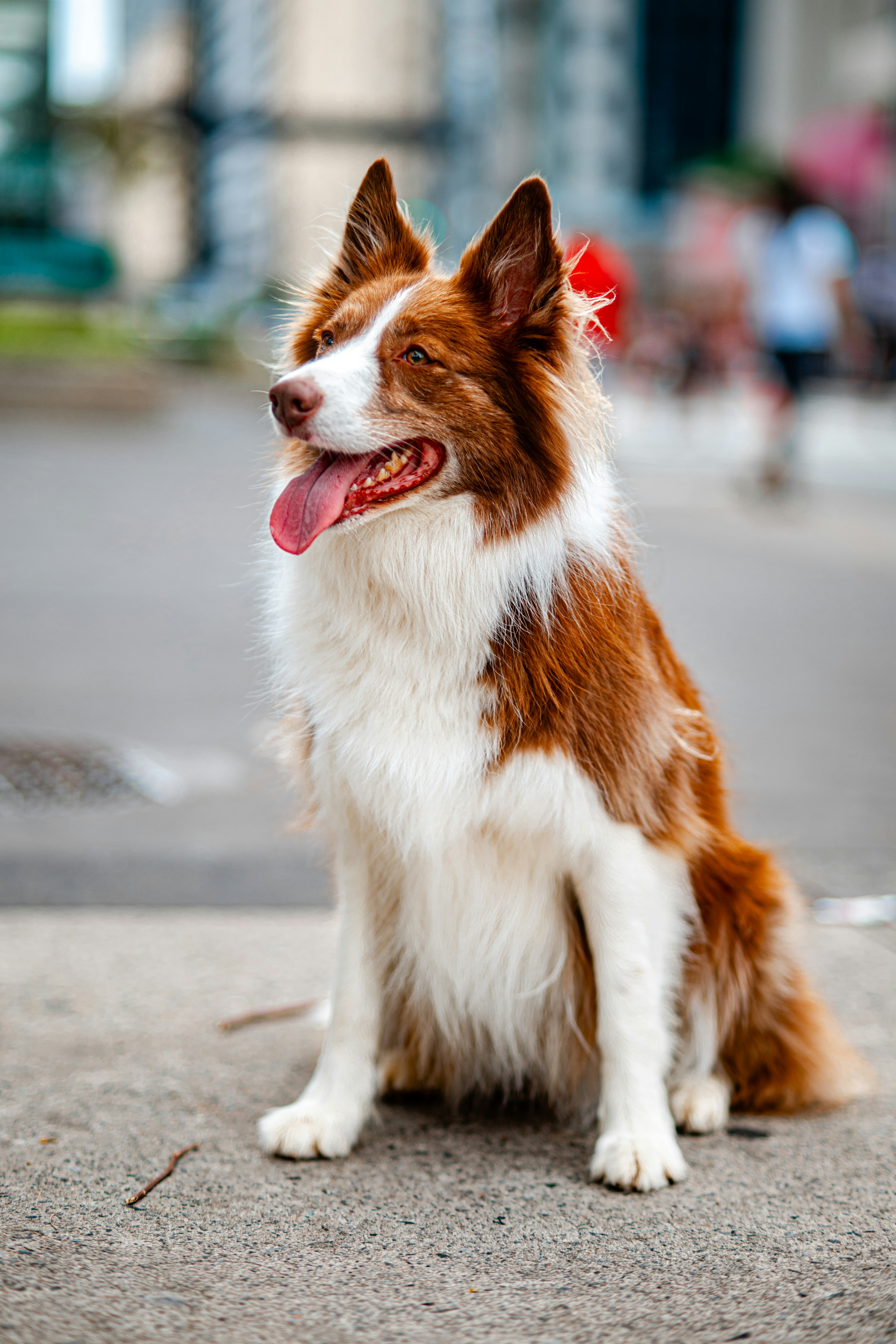 a brown and white dog sitting on a sidewalk