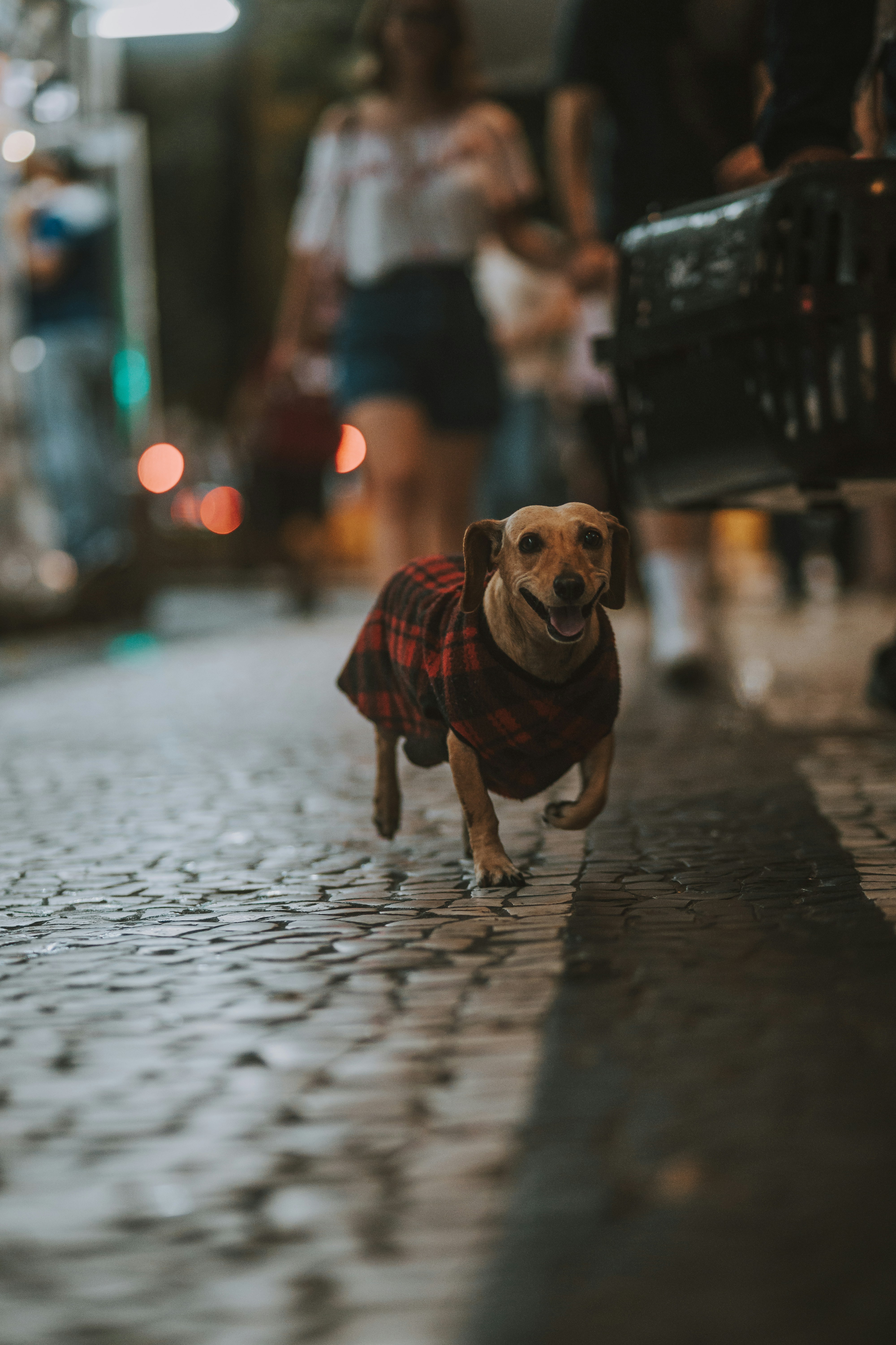 a small dog wearing a plaid shirt running down a streetDarwin Boaventura