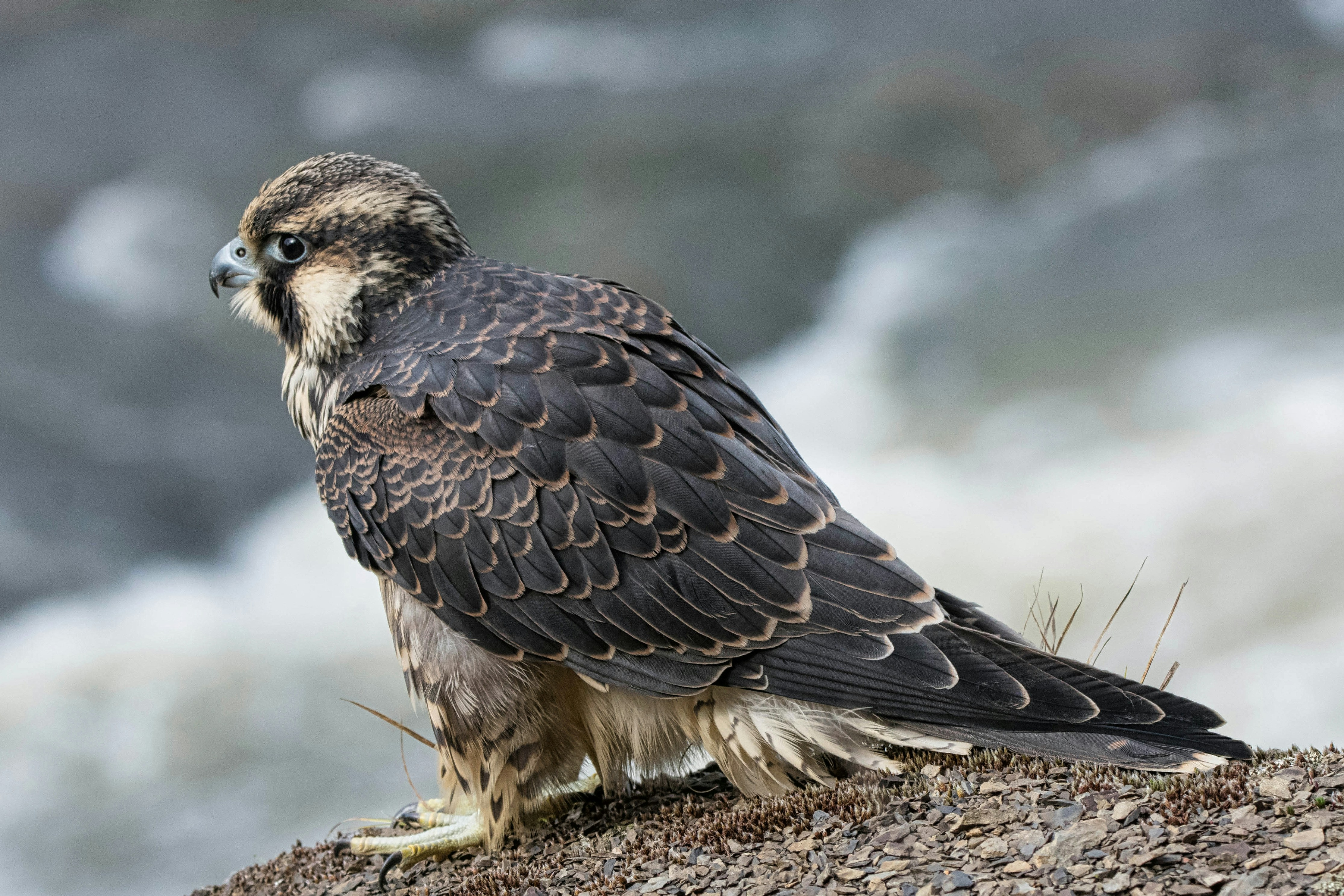Immature peregrine falcon perched on a rocky cliff with a blurred river in the background.