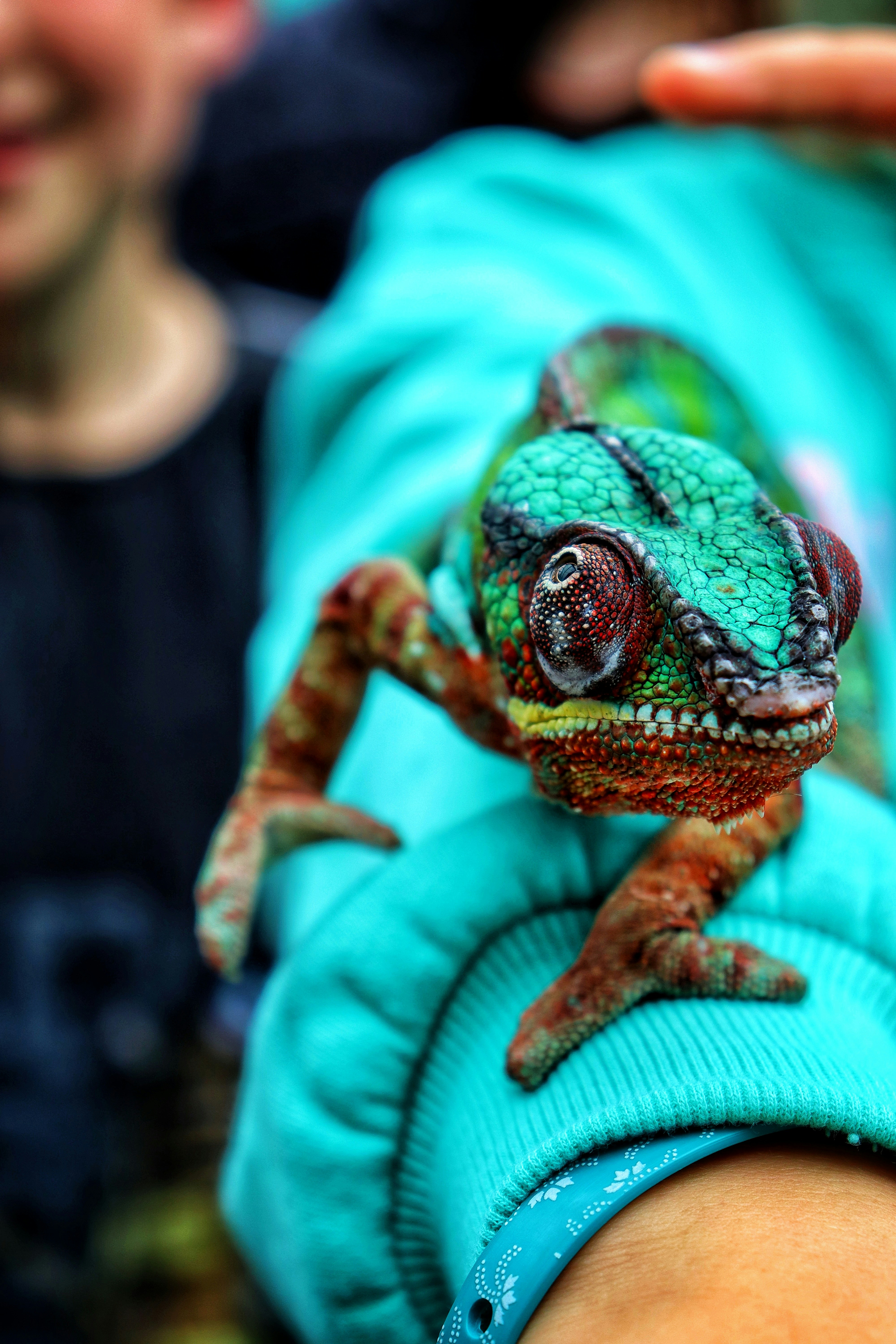Vivid Chimera: Close-Up of a Colorful Lizard Clung to a Gloved Hand