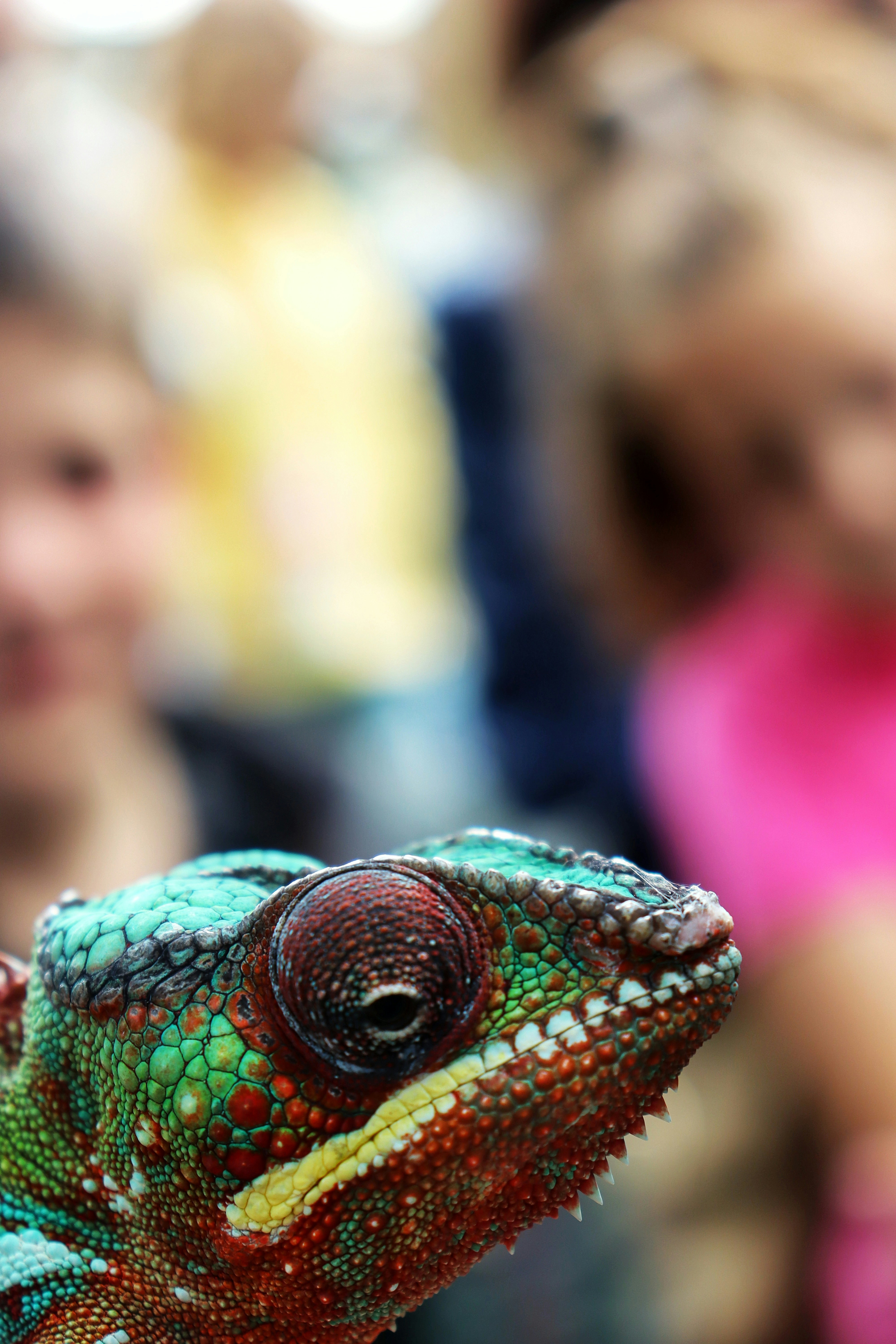 Colorful Dragon Lizard in Focus: A Close-Up at the Exhibit