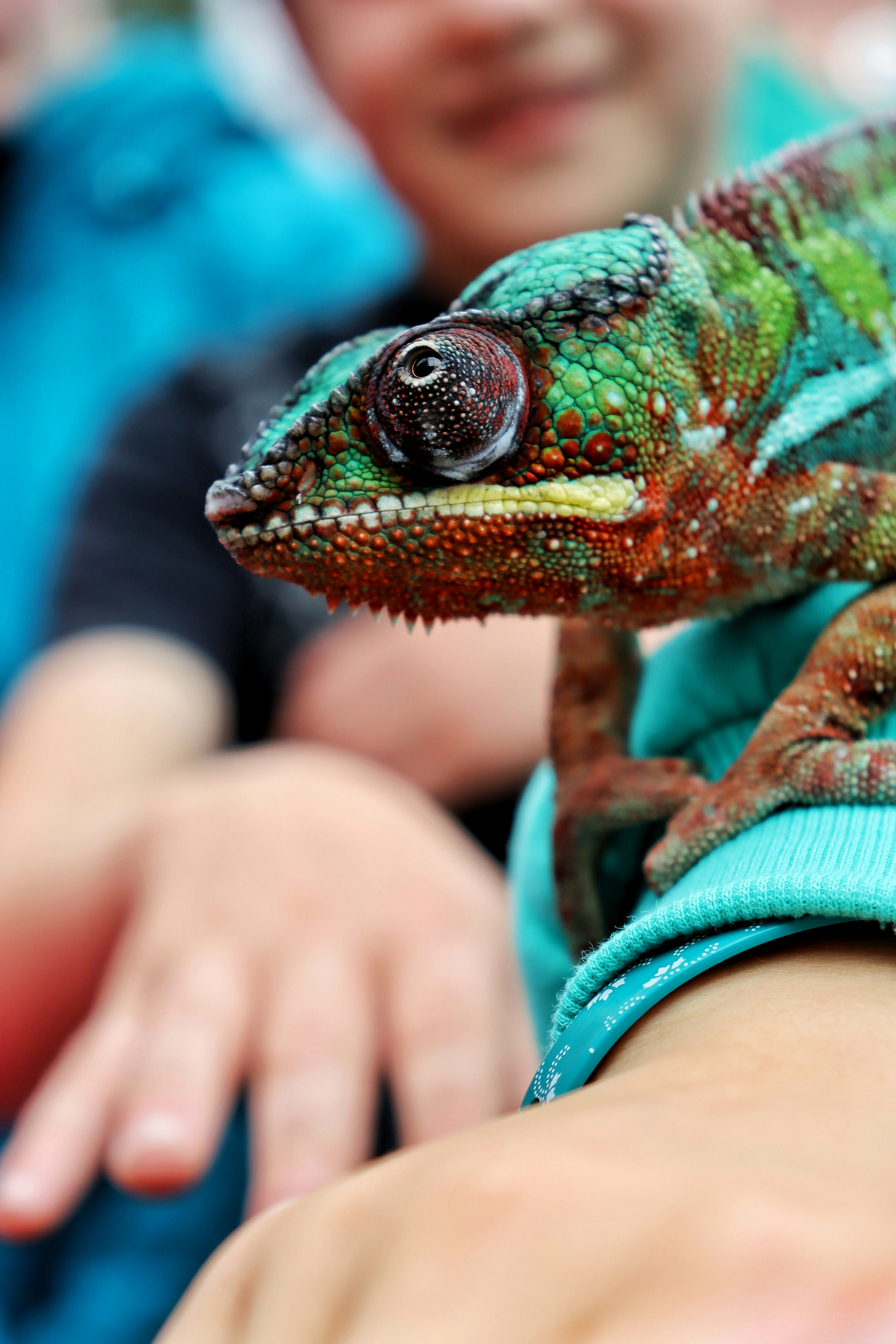 A close up of a lizard on a person's arm photo – Free Dublin Image on ...