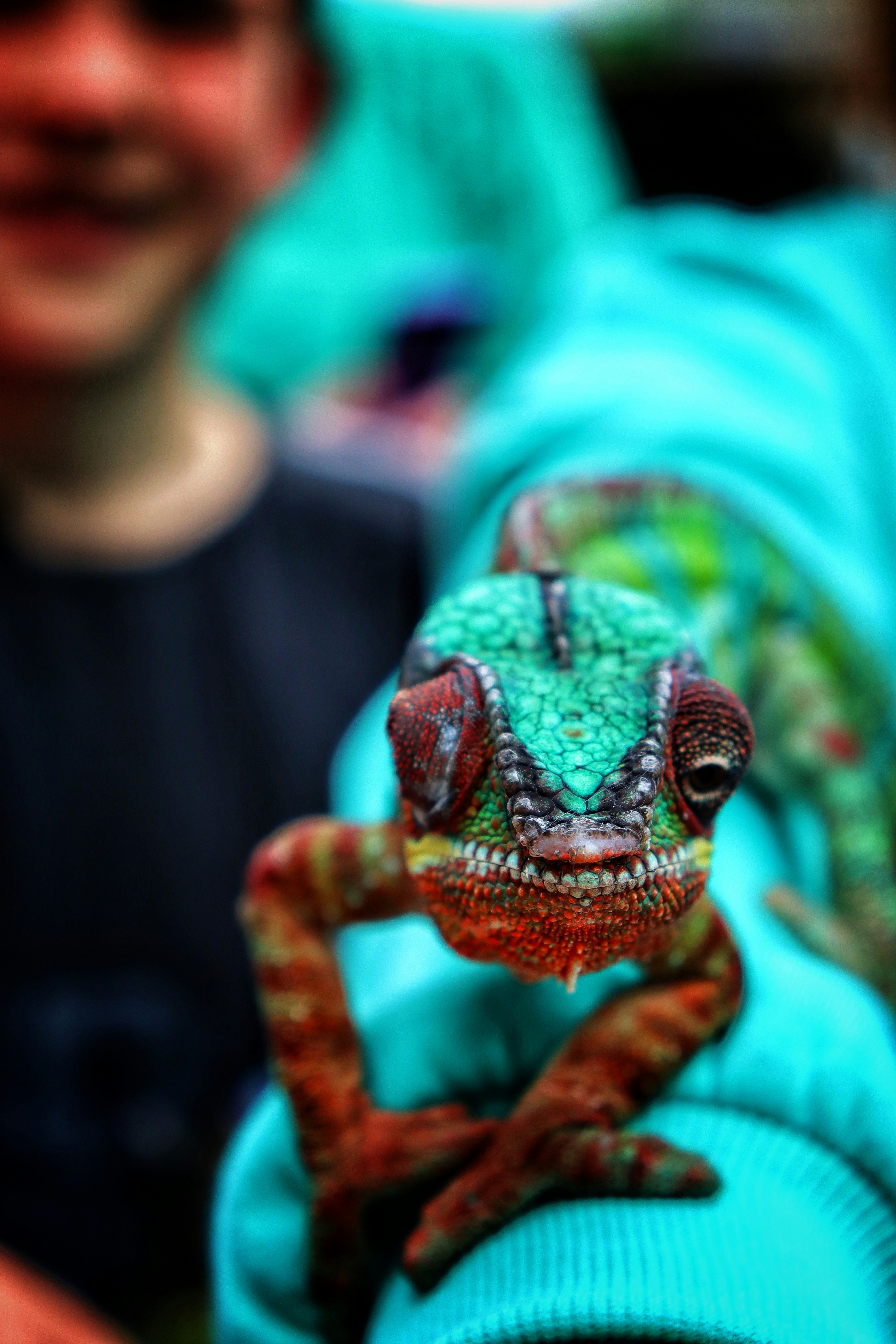 Prismatic Gaze: The Turquoise Chameleon Confronts the Lens