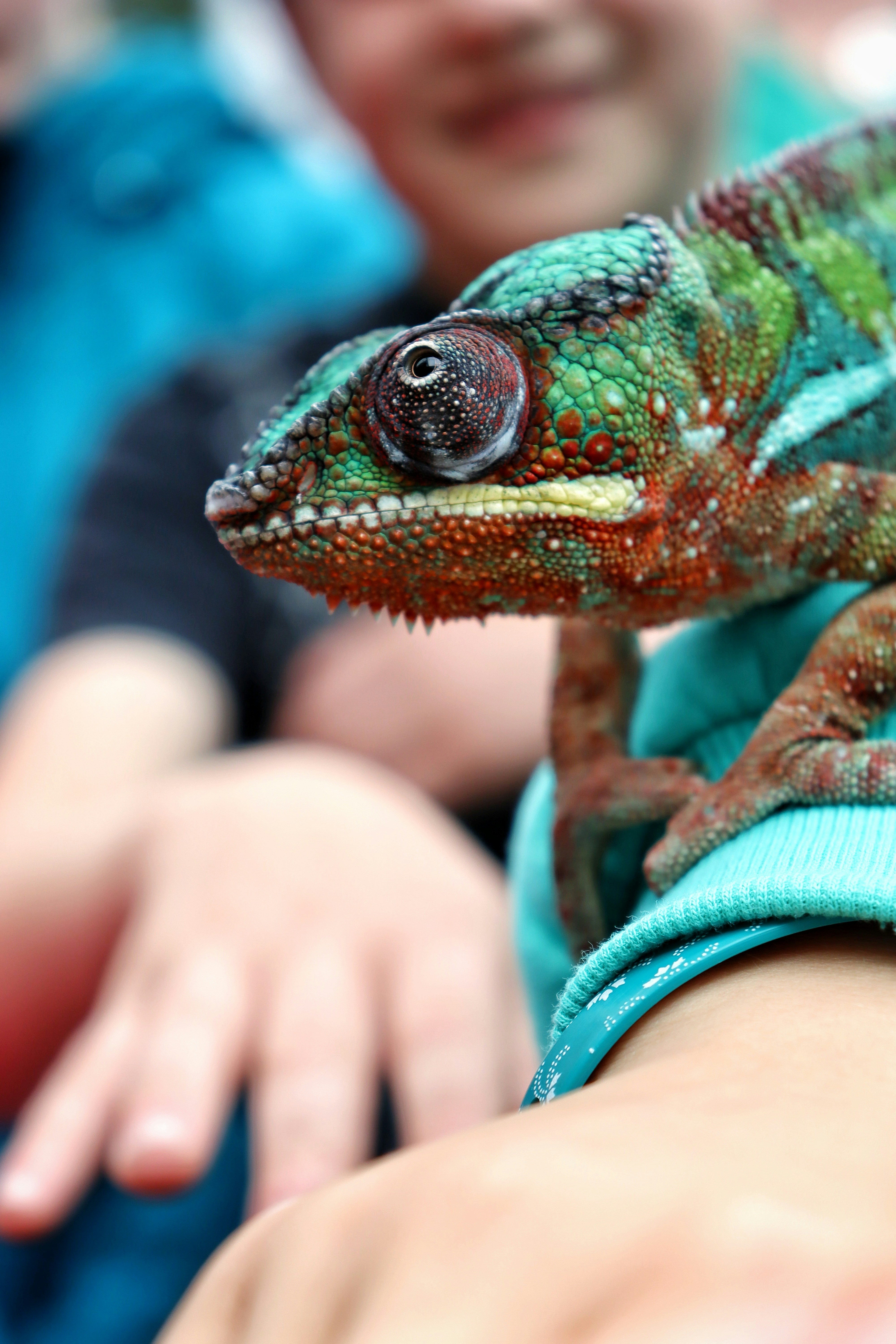 A close up of a lizard on a person's arm photo – Free Dublin Image on ...
