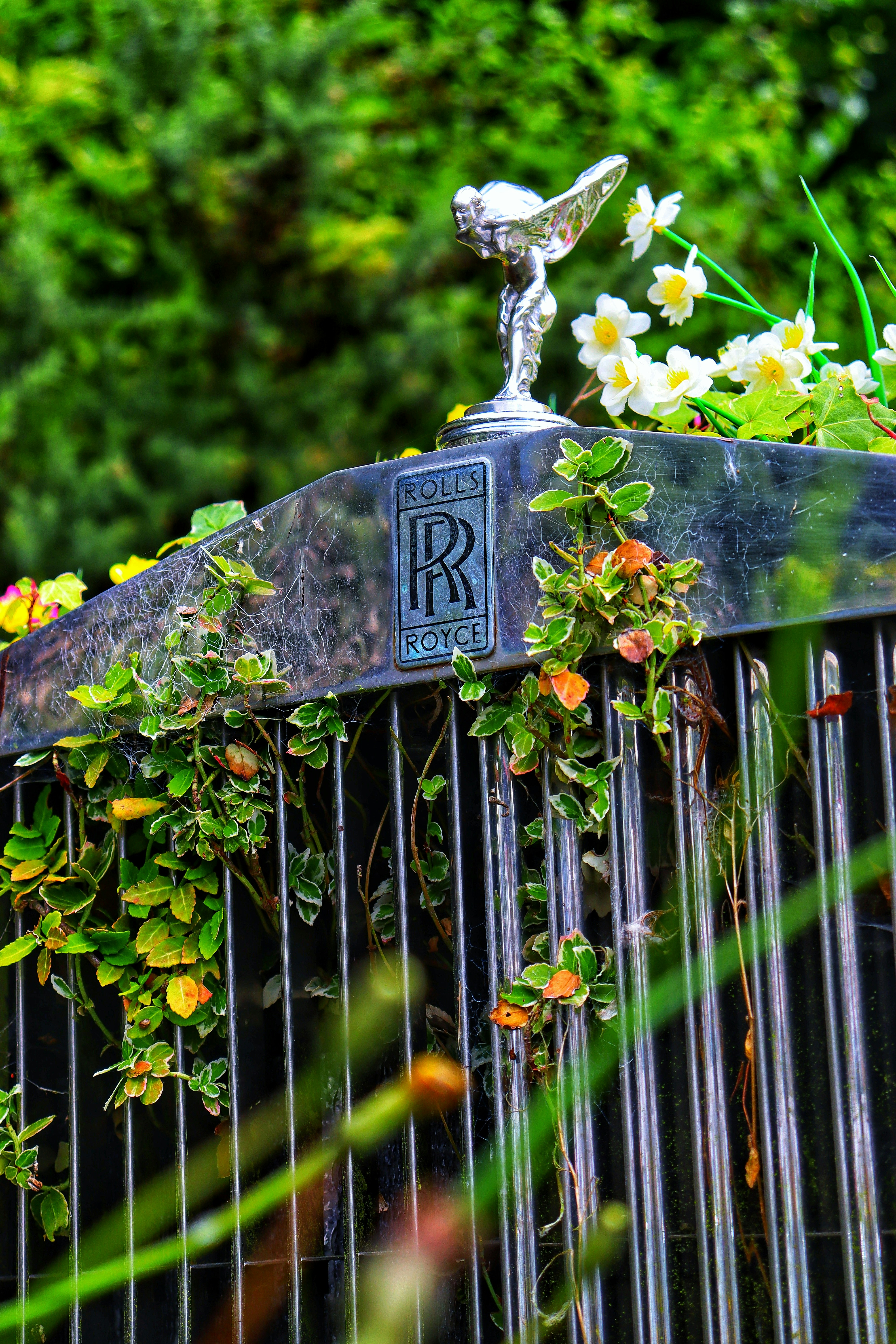 Ivy Crowned Spirit: A Rolls-Royce Grille Wreathed in Flowers