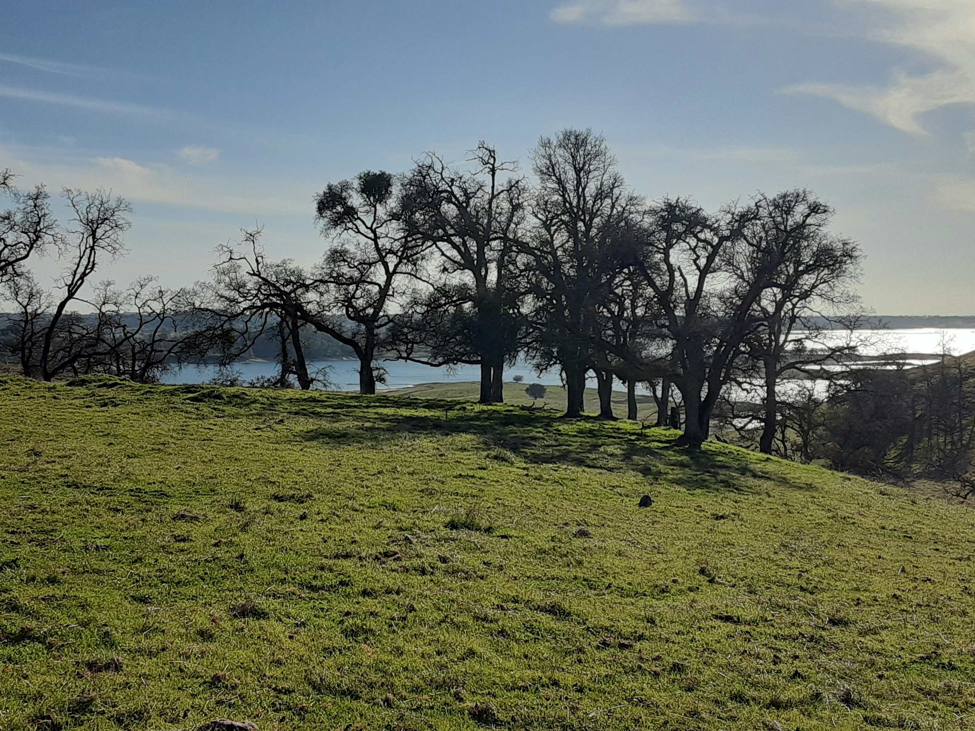 Sunlit Grove Overlooking a Serene Lake