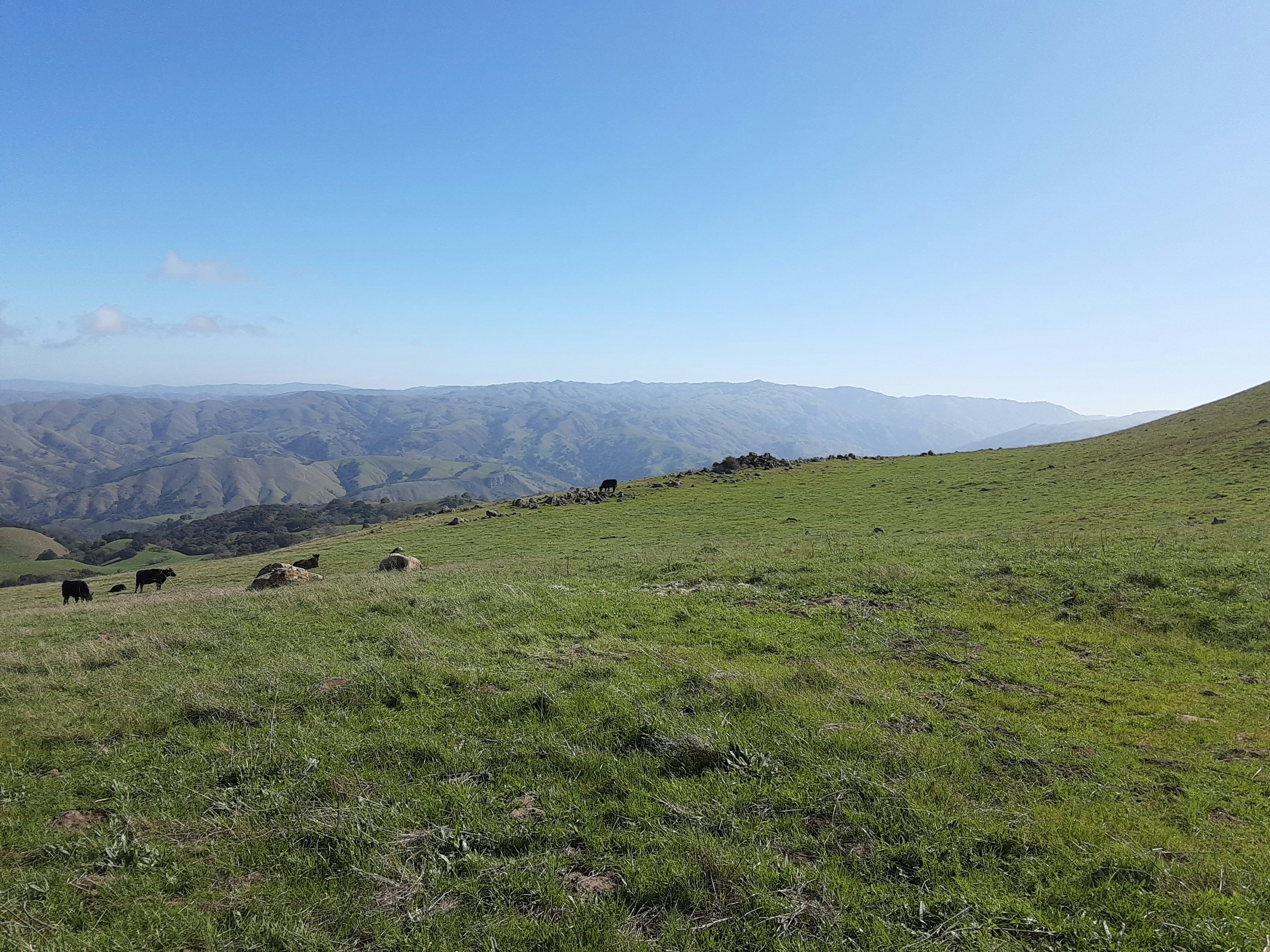 Grazing on the Quiet Hills Under a Wide Blue Sky