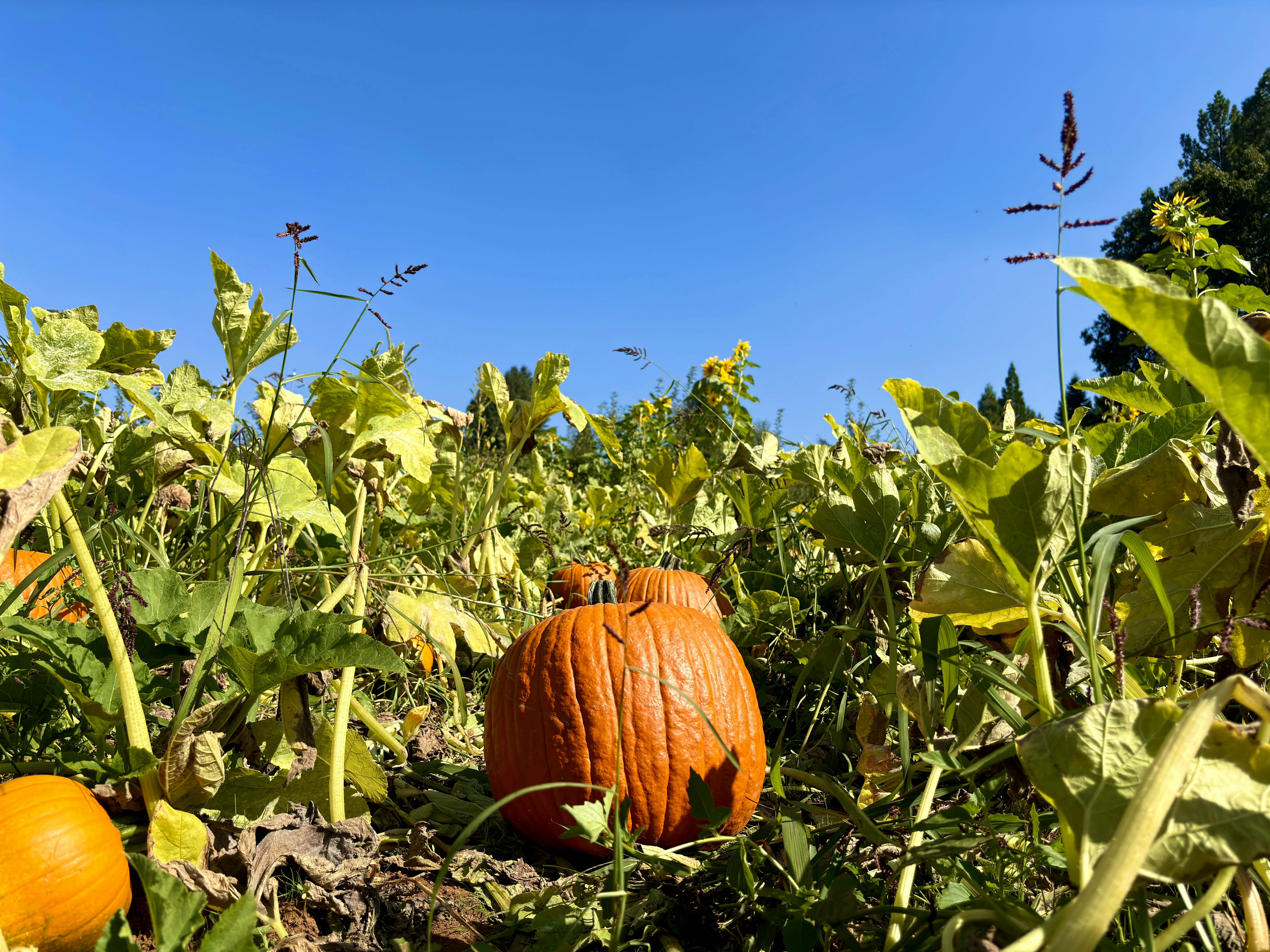 Orange pumpkins nestled among green vines under a clear blue sky.