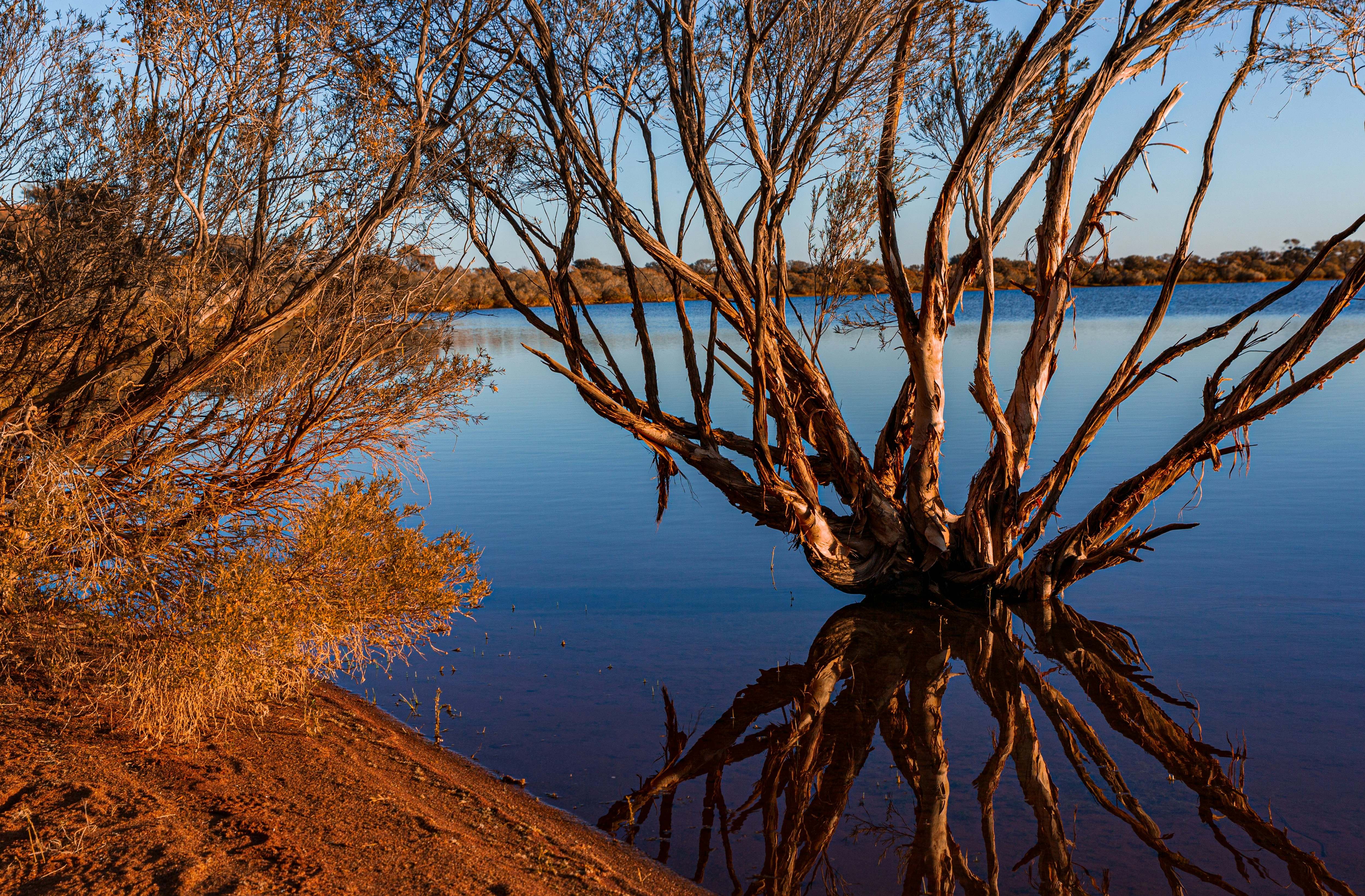 A body of water surrounded by trees and bushes photo – Free Nallan lake ...