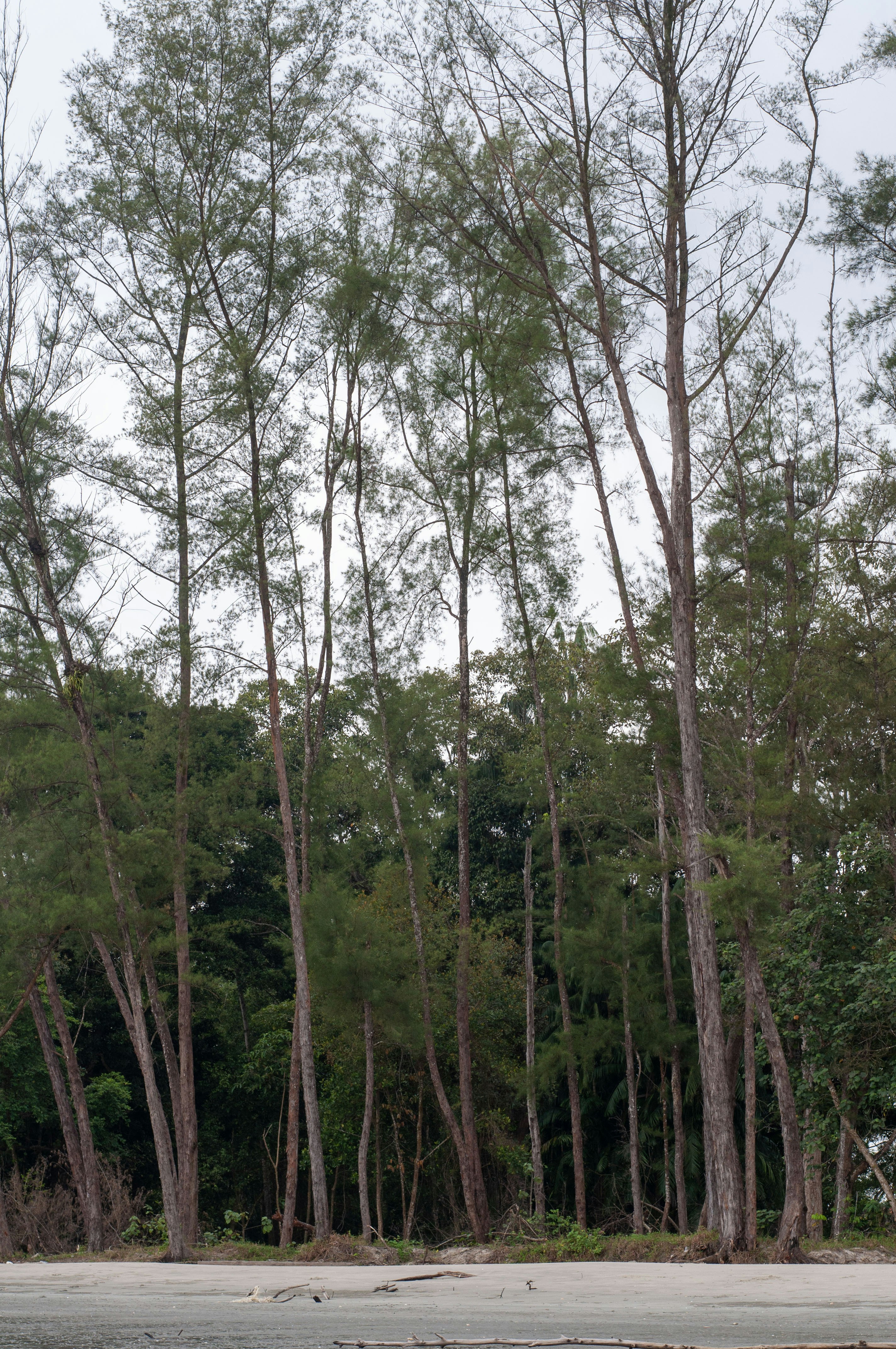 A group of trees that are next to a road photo – Free Tree background ...