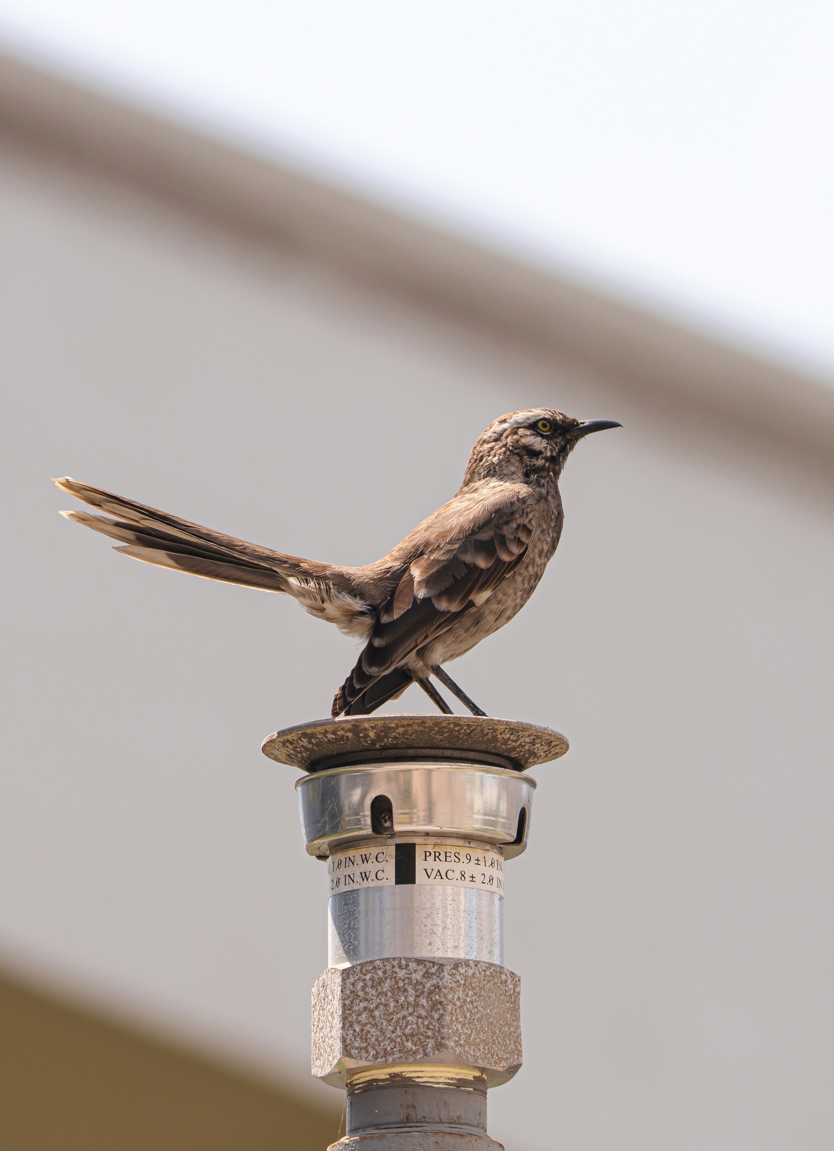 Perched on a Quiet Mast: A Brown Songbird in Soft Backlight
