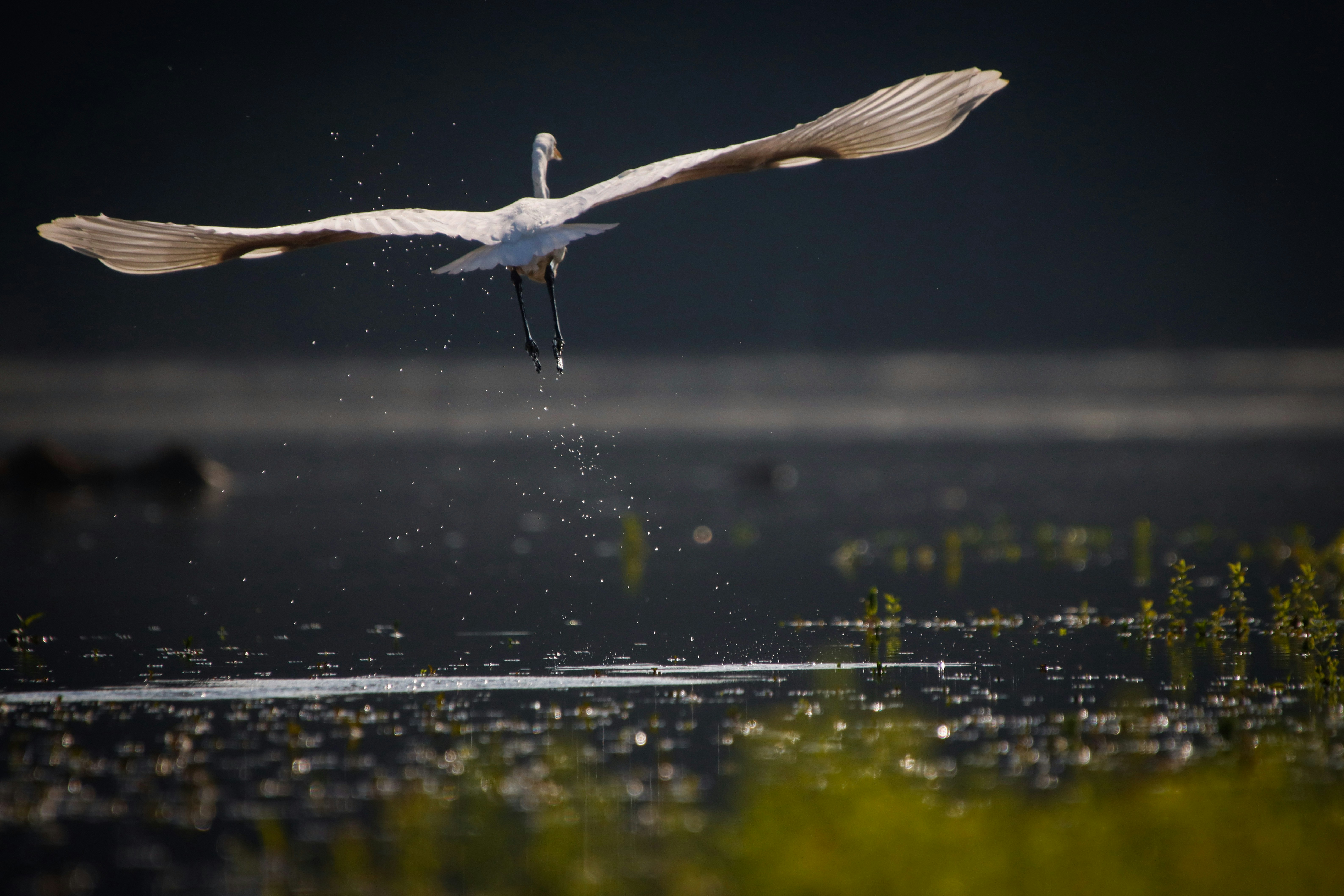 Wingbeat Silhouette: A Heron Rises from a Glimmering Marsh