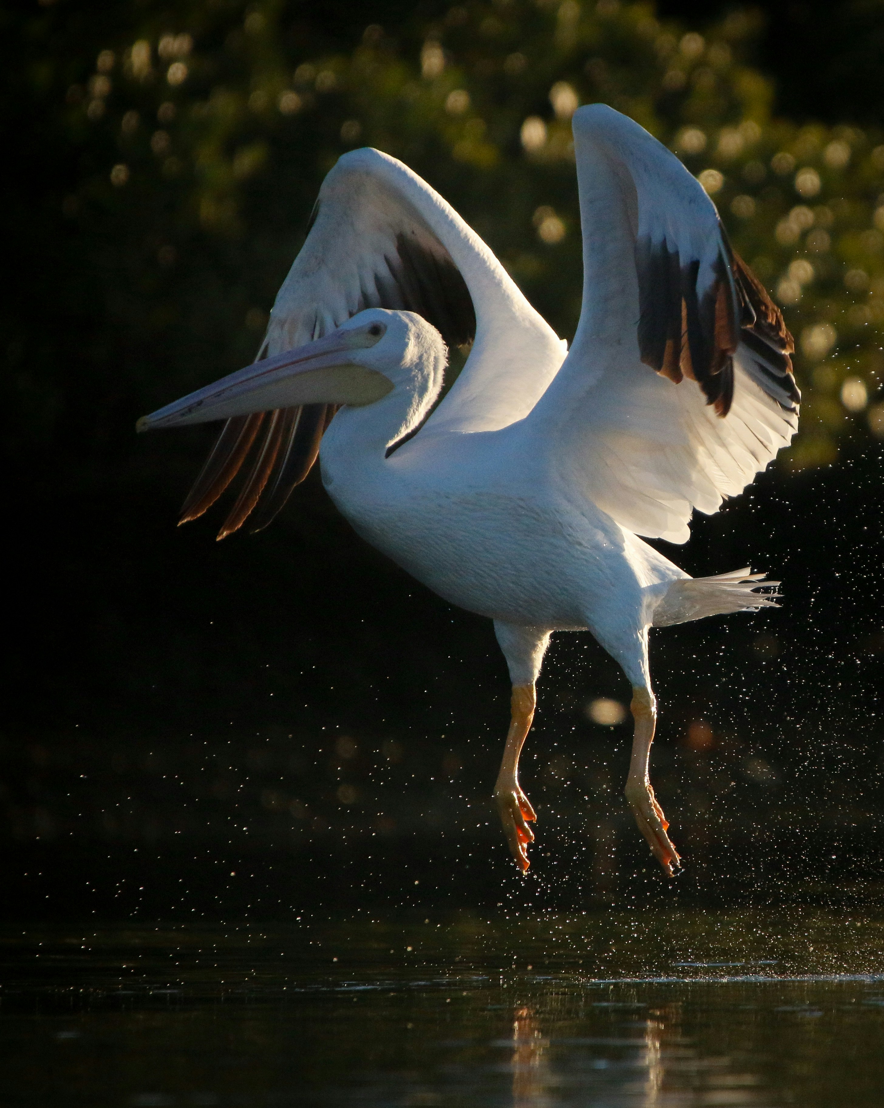 A large white bird flying over a body of water photo – Free Sunrise ...