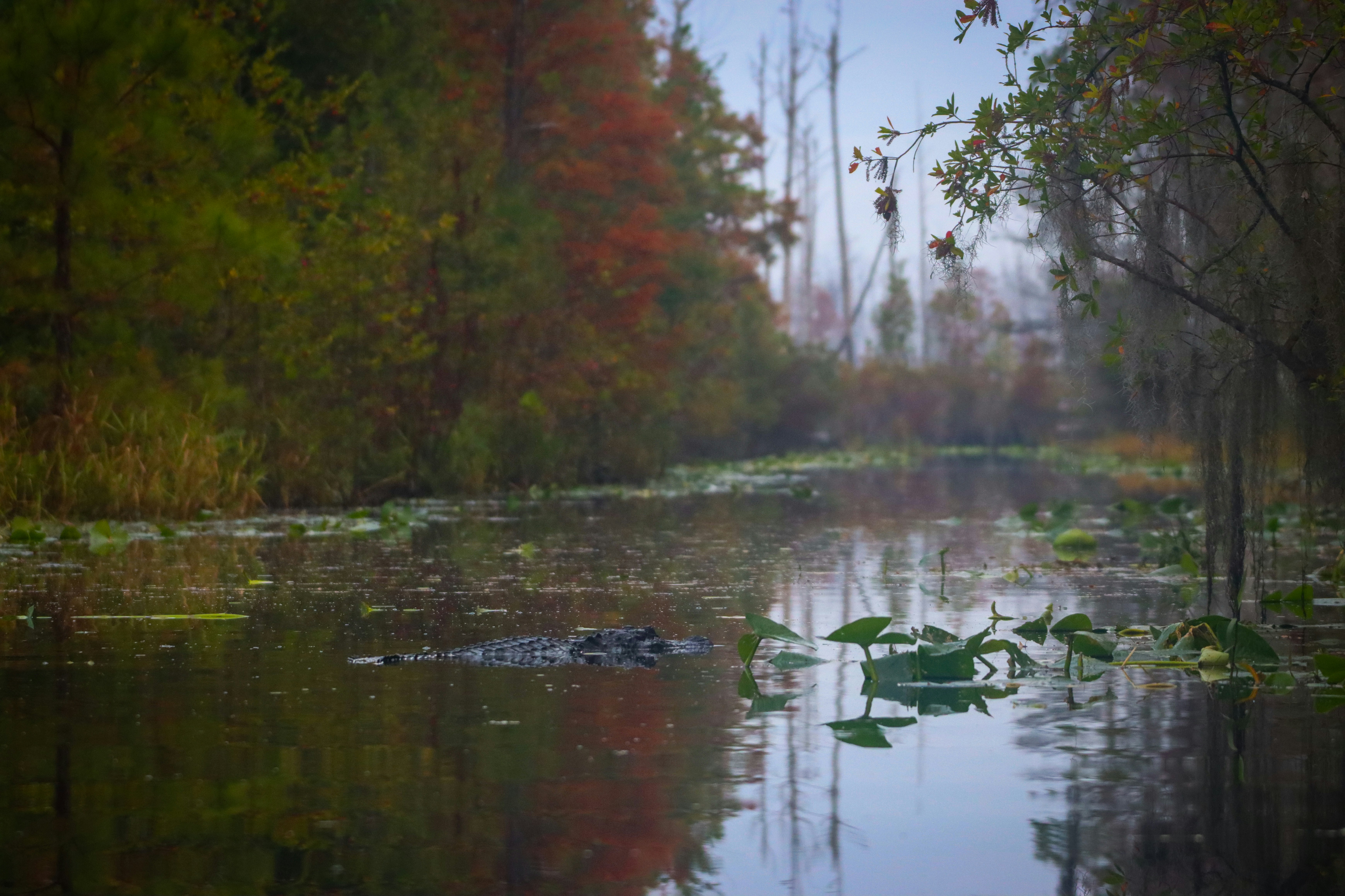 Swamp Pictures [HD] | Download Free Images on Unsplash