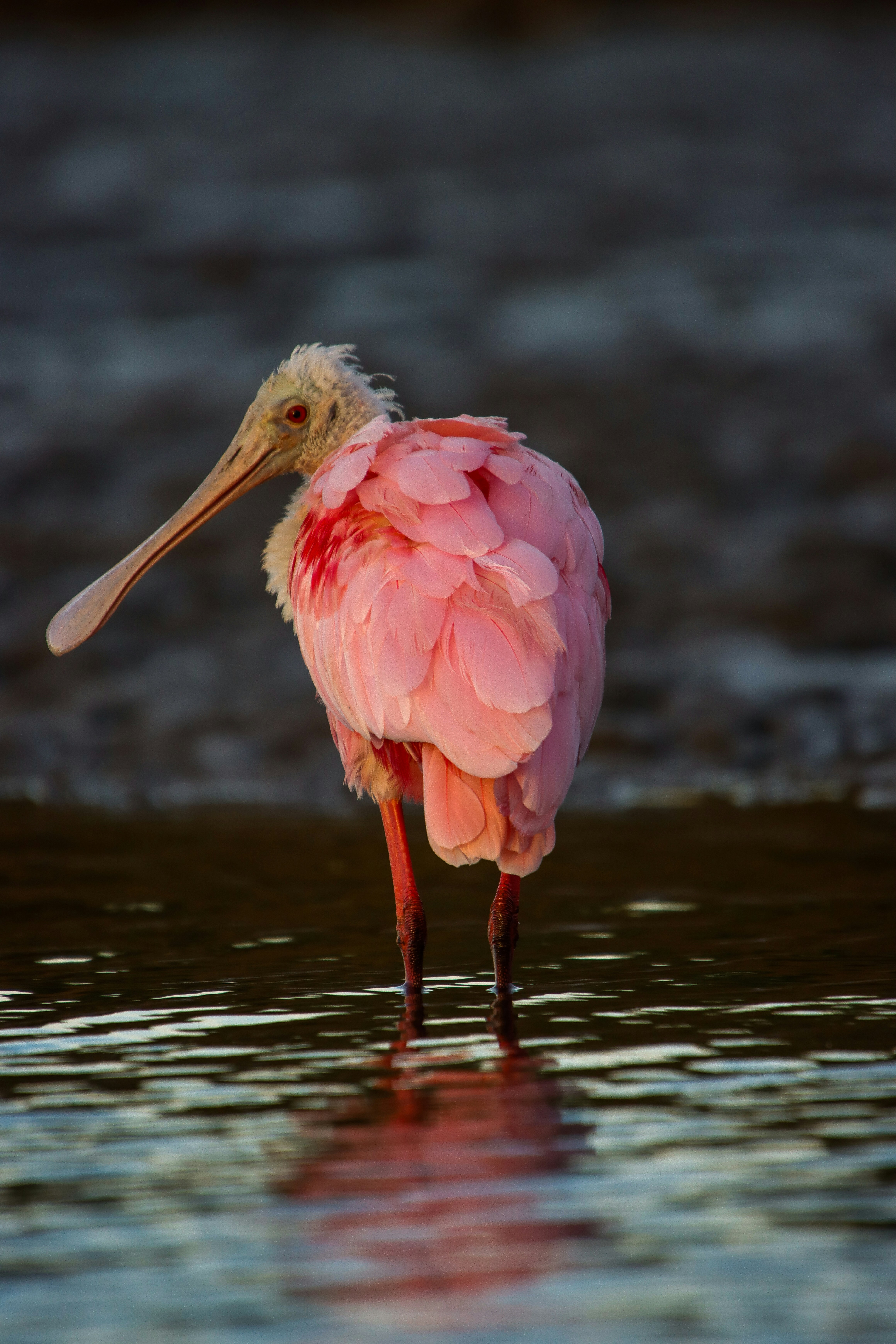 Pink Bird