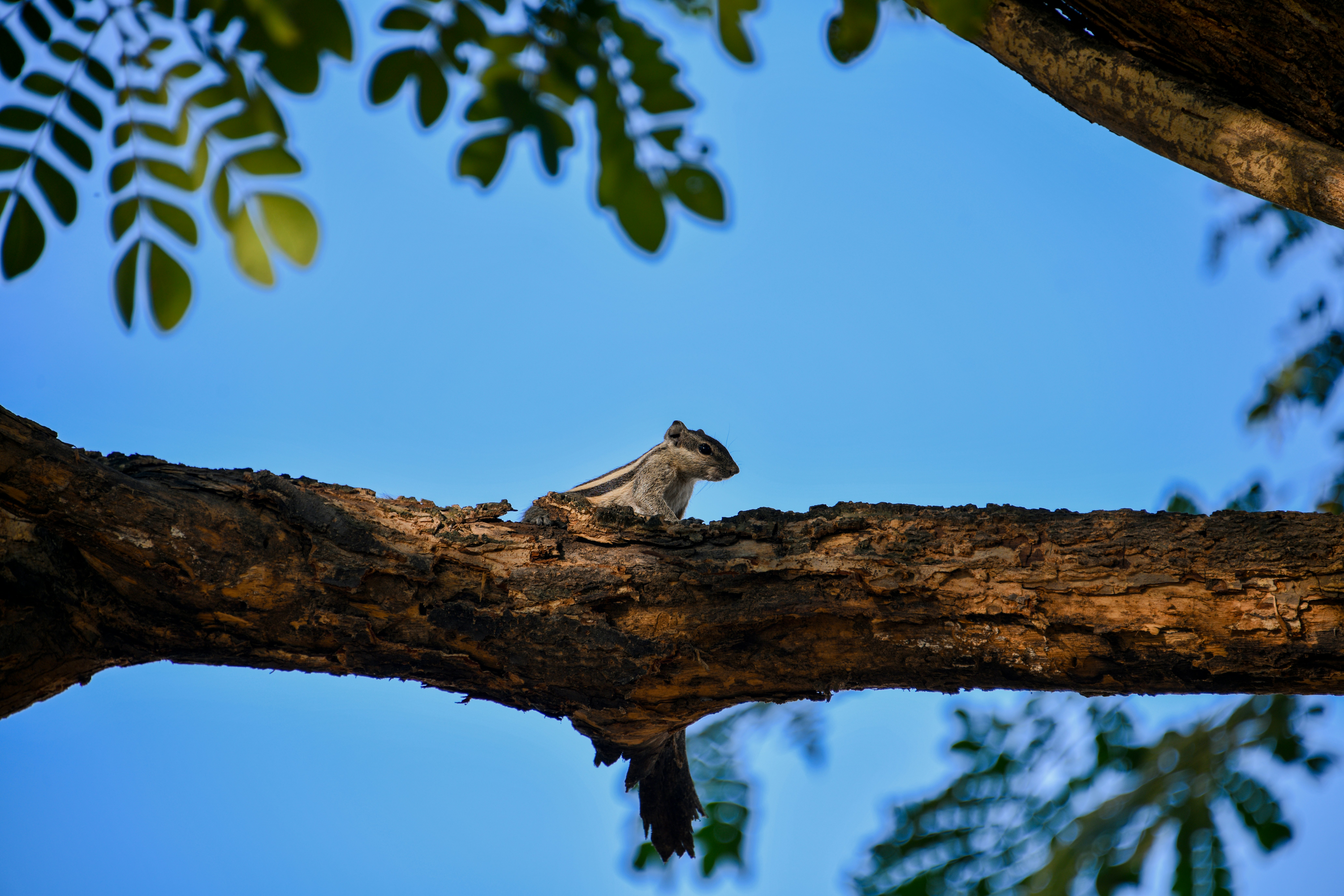 Squirrel resting on a tree branch with vibrant green leaves and a clear blue sky.