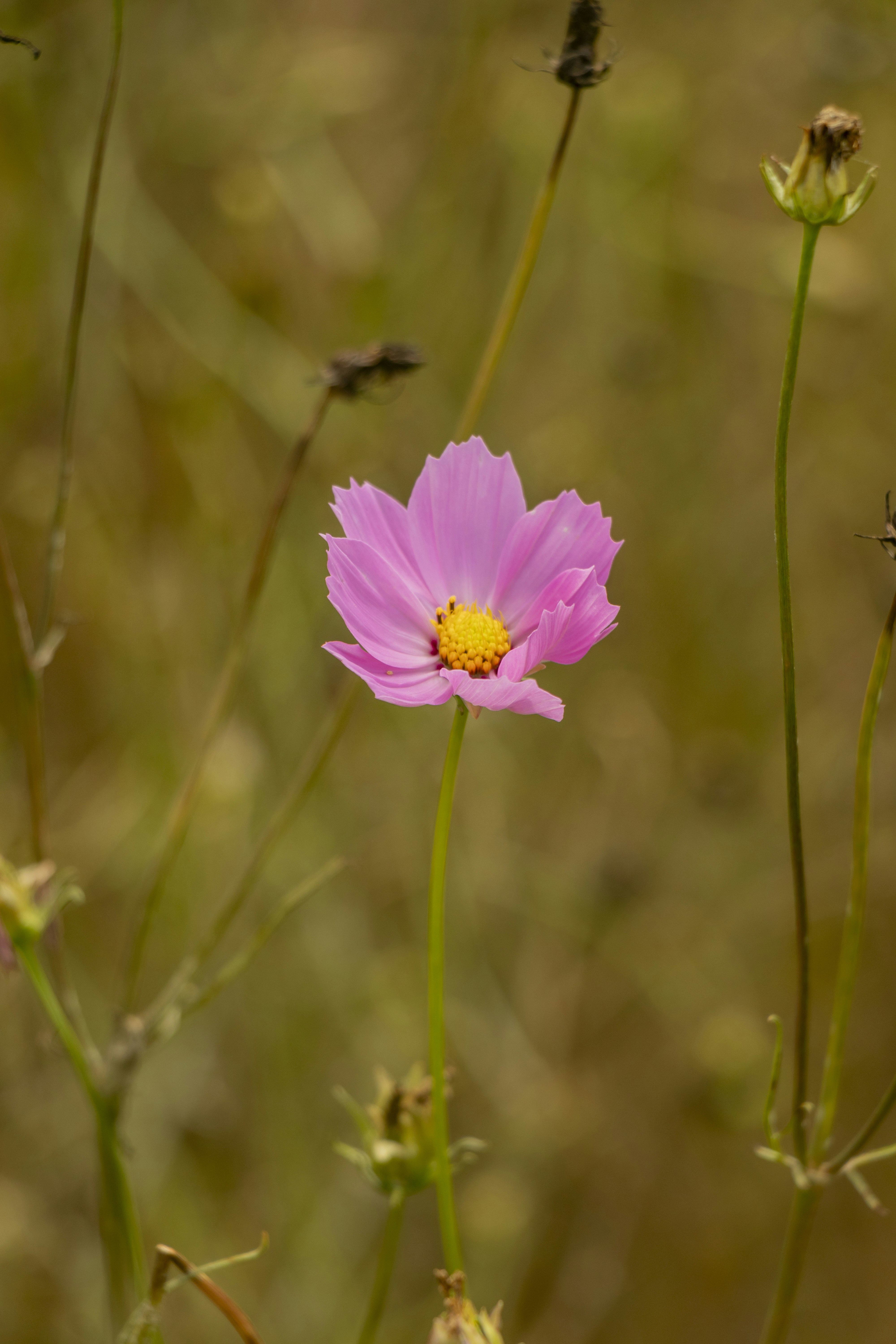 A single pink flower in a field of grass photo – Free Nature Image on ...