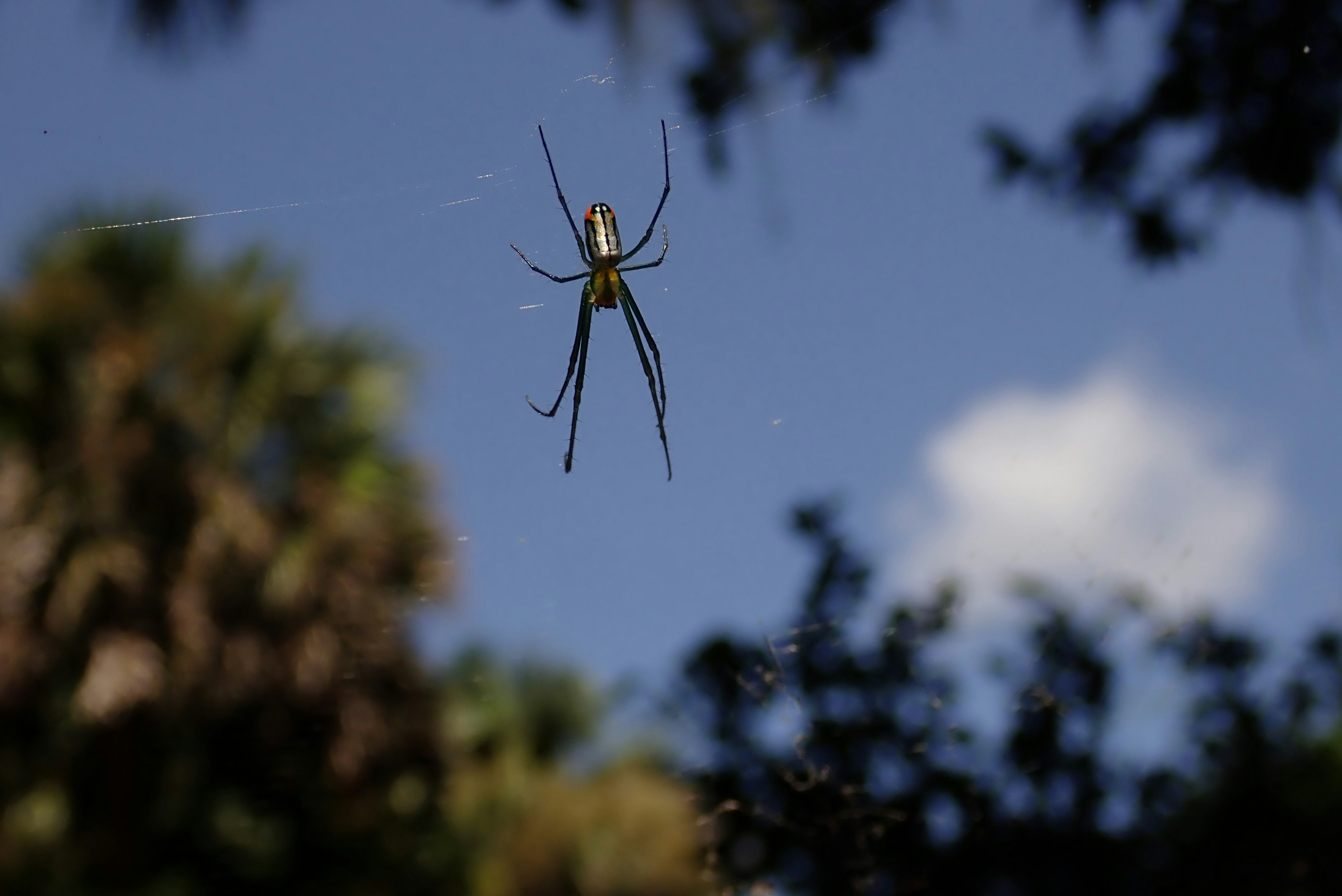A spider hangs center-frame above a blurred blue sky and treetops, with delicate web strands catching light.