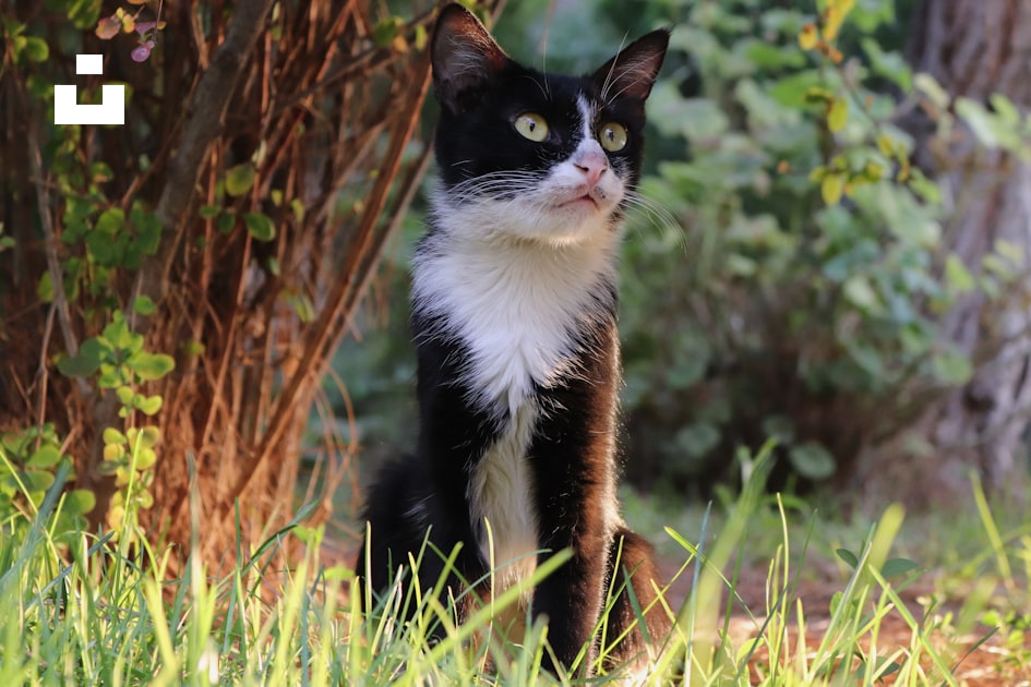 草の中に座っている黒と白の猫の写真 Unsplashの無料シラーズ写真