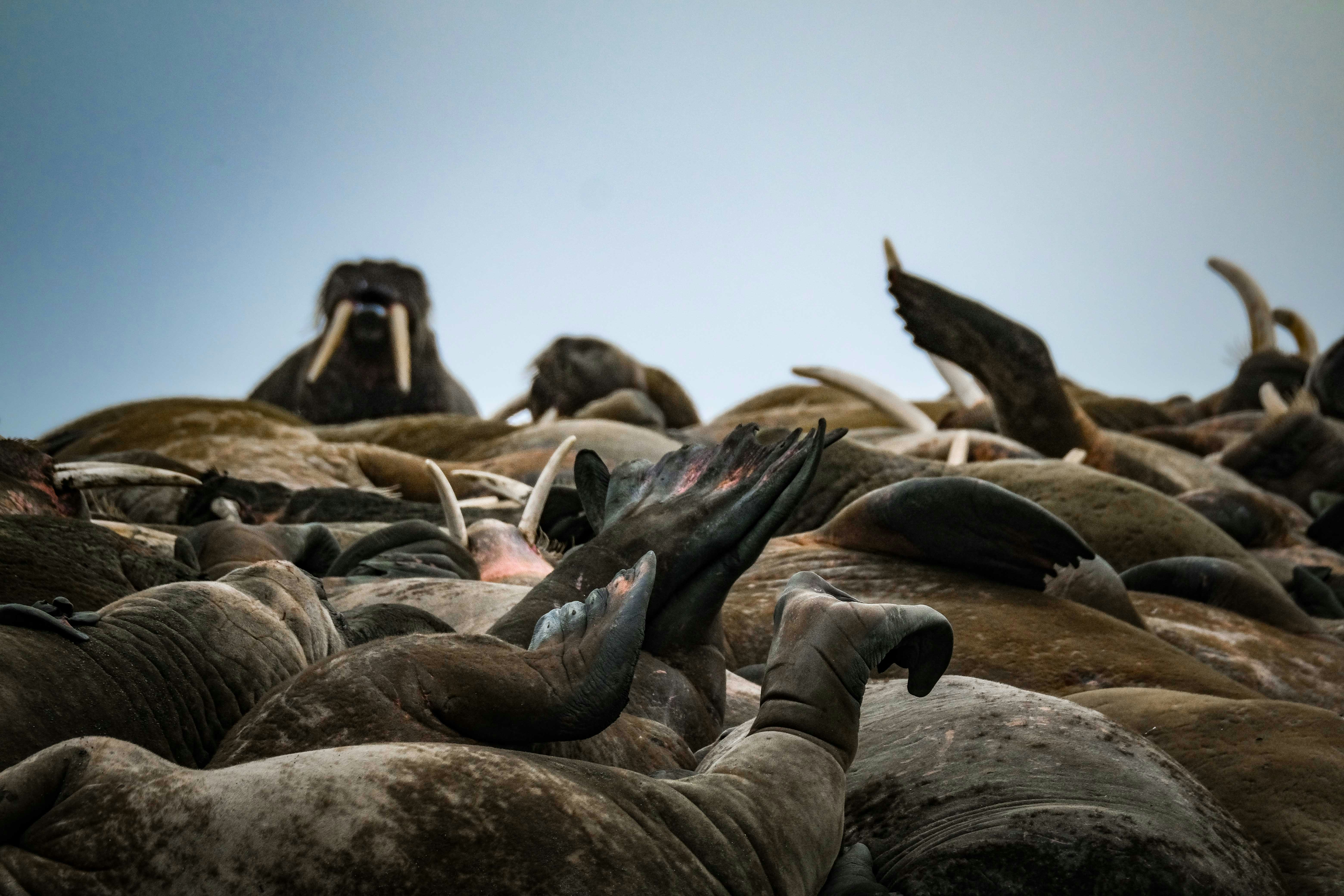 Herded Seascape: A Sea of Walrus Repose
