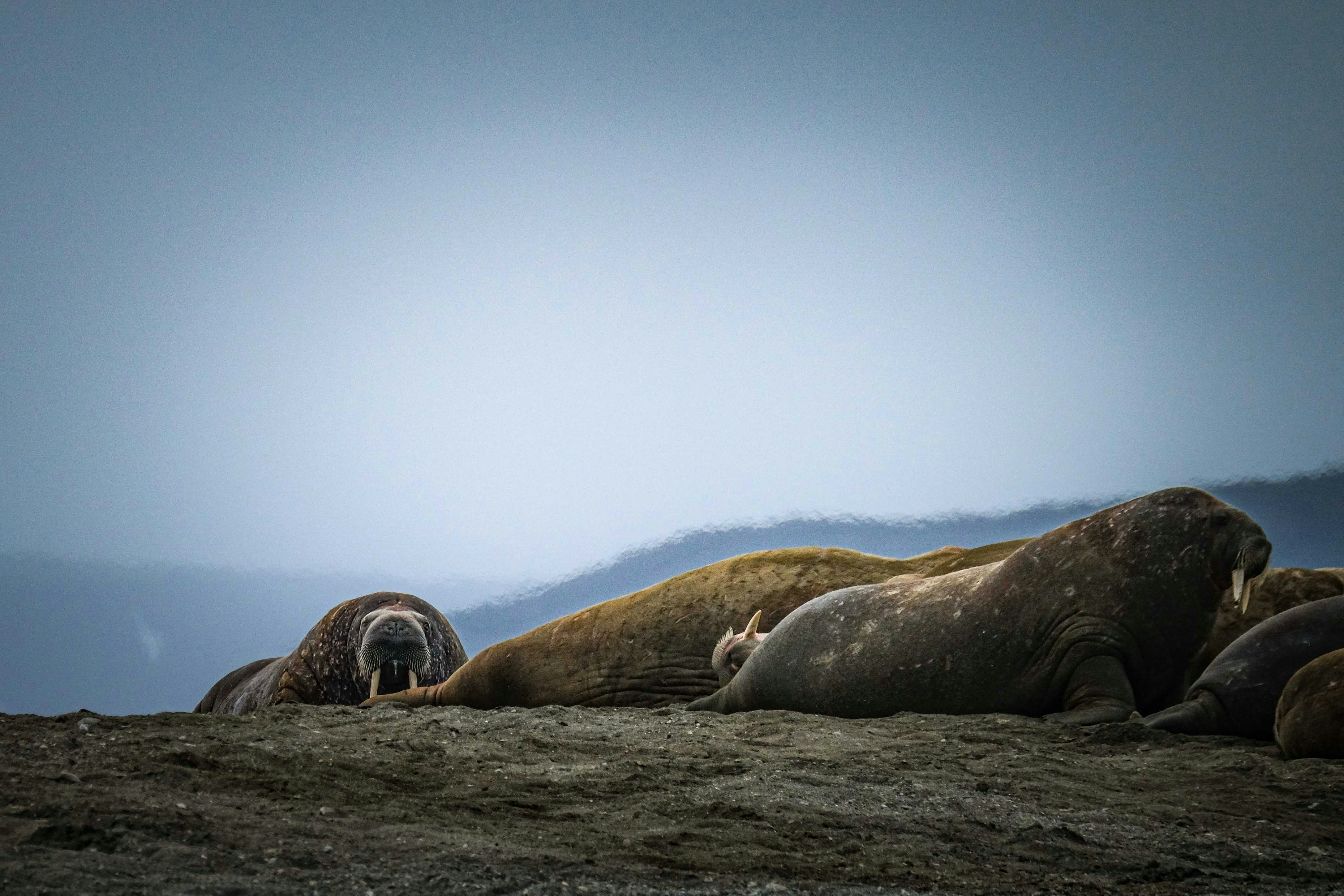 Low Tide, Drowsy Giants: A Slumbering Seal Colony Under Grey Skies