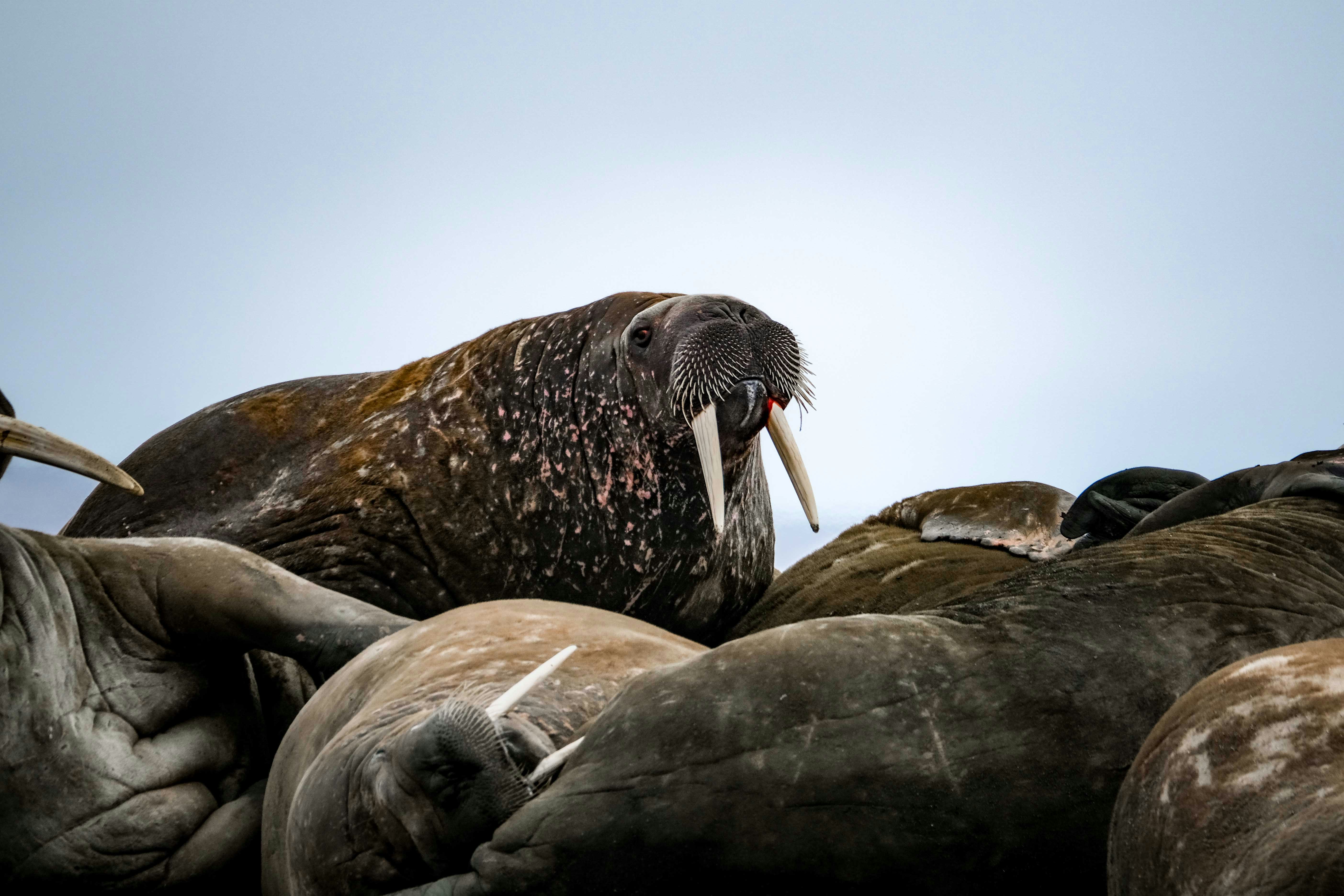 A seal with long tusks sitting on top of a pile of sea lions photo ...