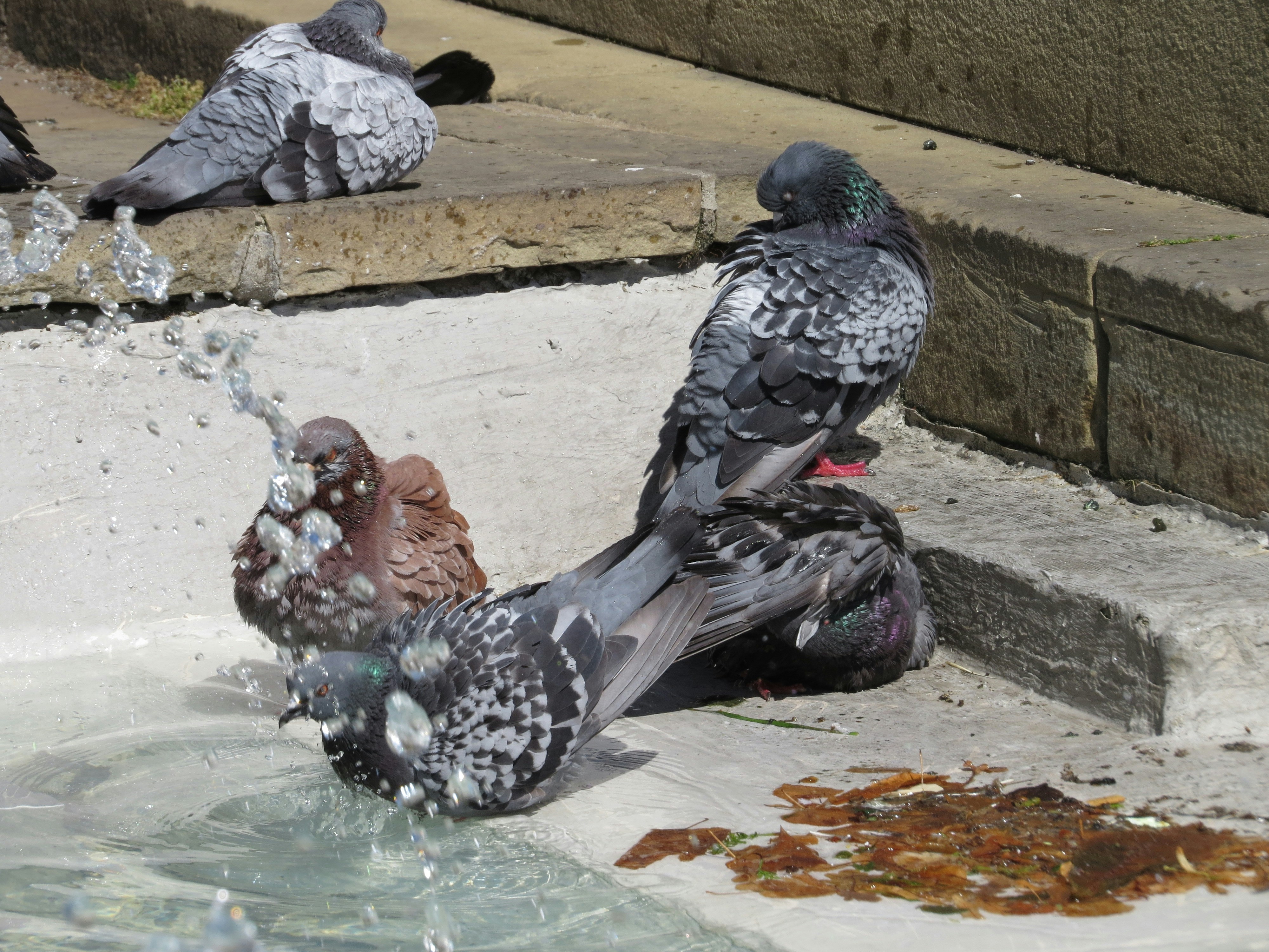 Iridescent Pigeon Splash at a Concrete Fountain