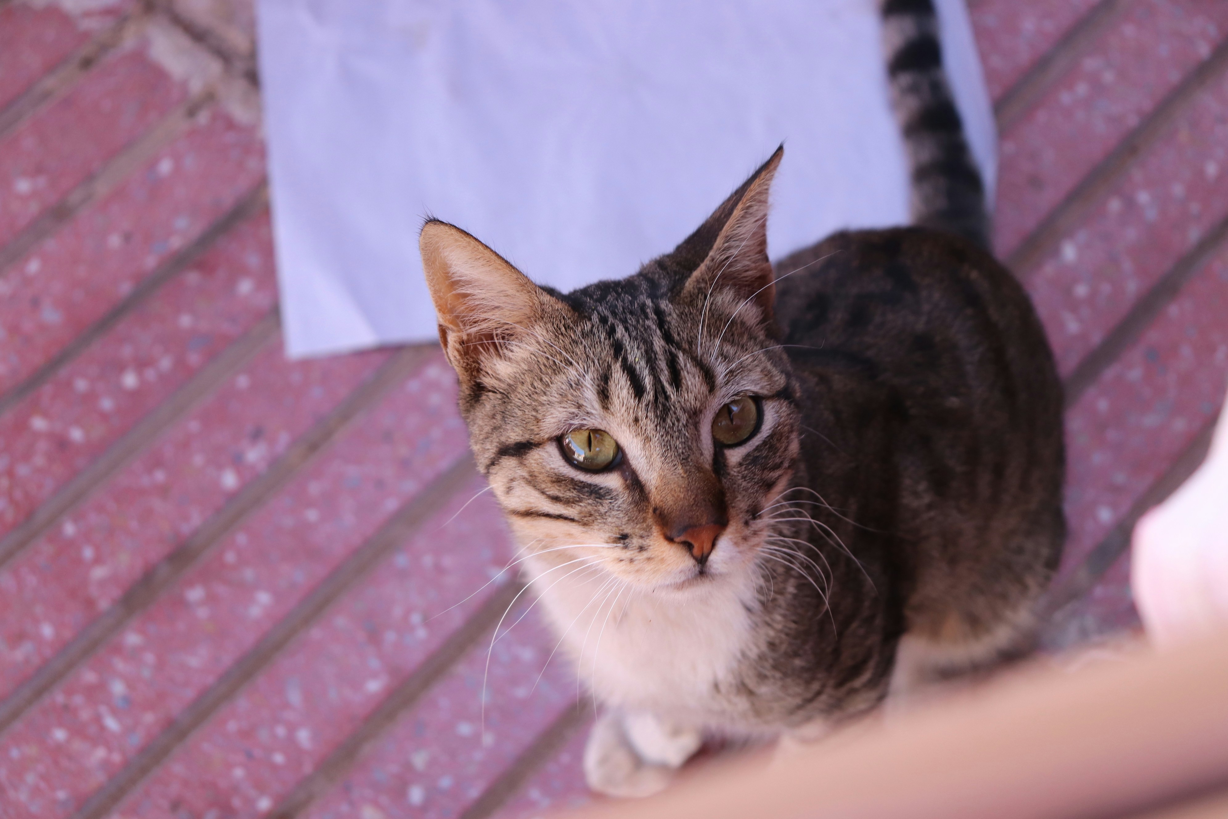 A domestic cat with striking green eyes gazes upward, showcasing its inquisitive nature against a backdrop of textured flooring.