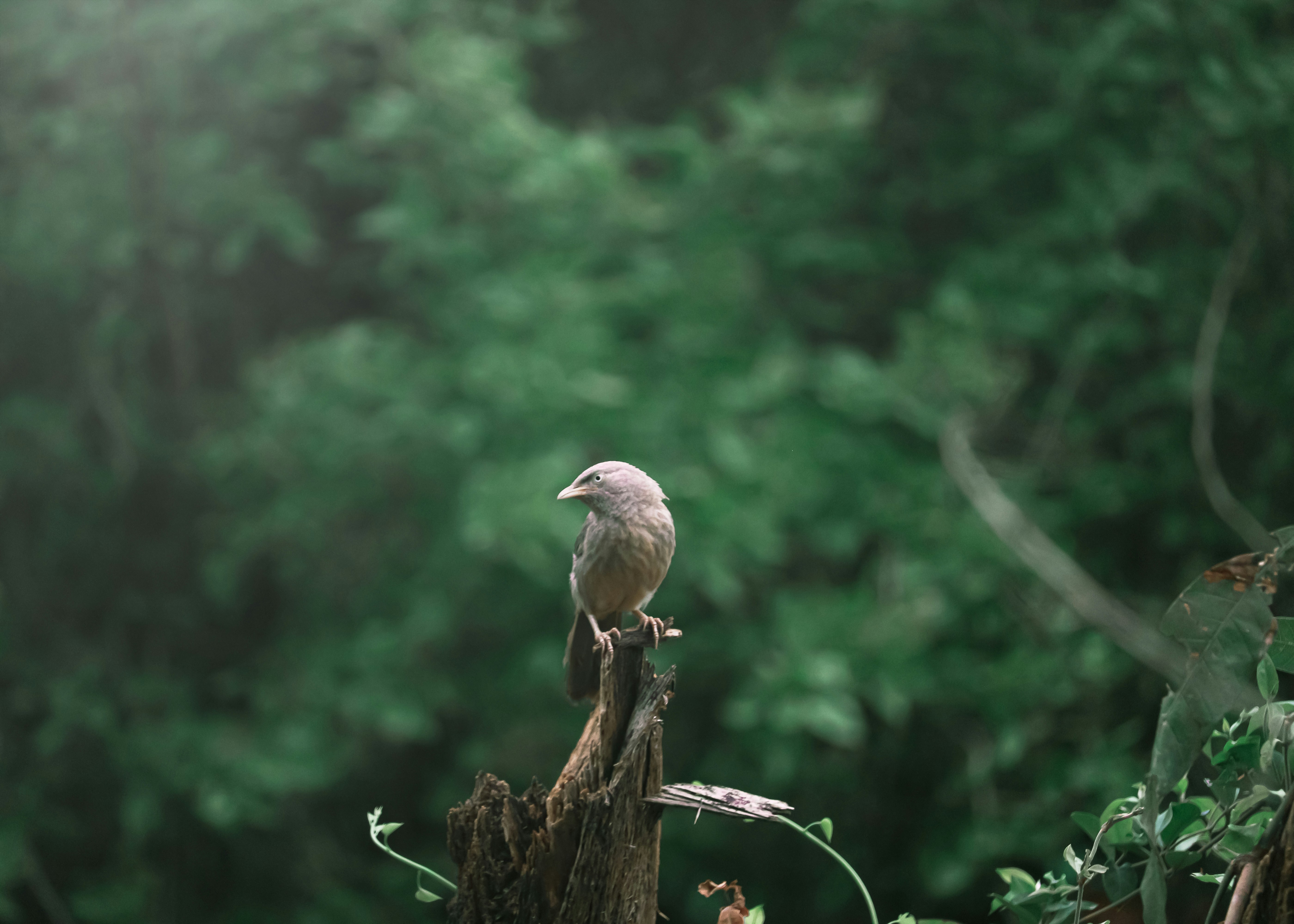 A bird perched on a weathered stump, surrounded by lush green foliage, embodying a serene moment in nature.