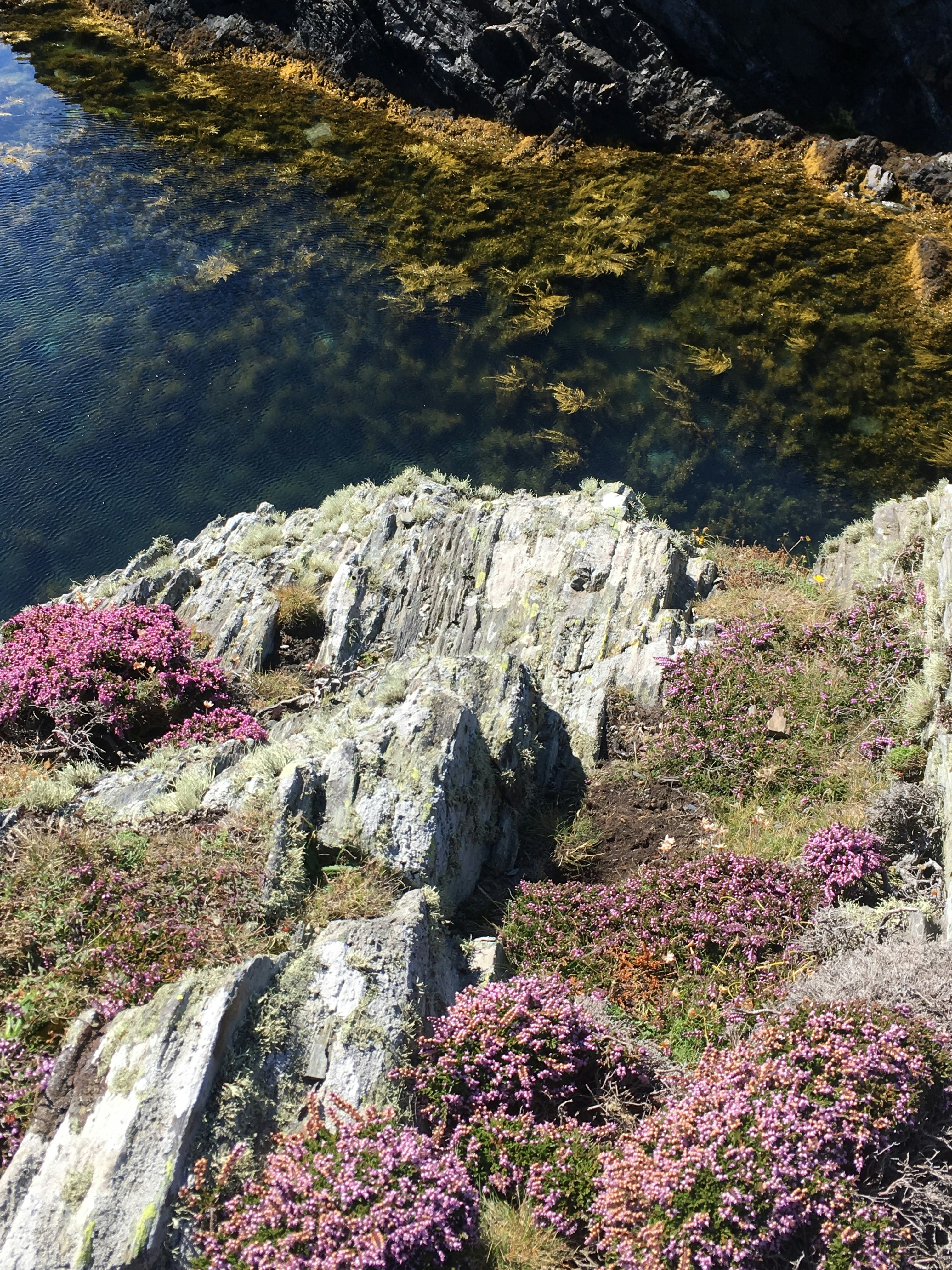 Lavender Crags Above a Quiet Inlet: Pink Heather on Weathered Rocks