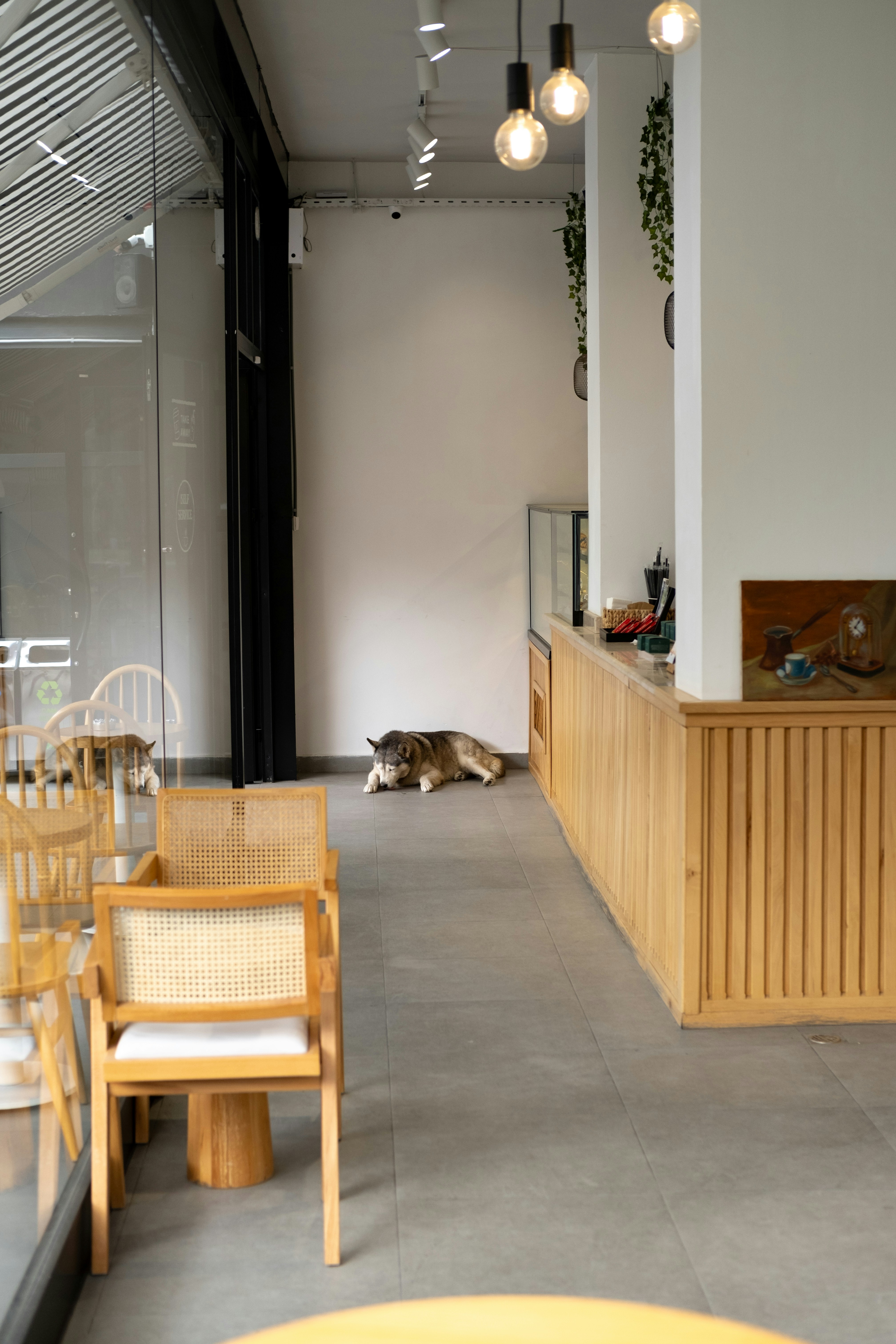 Two Dogs Rest in a Quiet Café Corridor