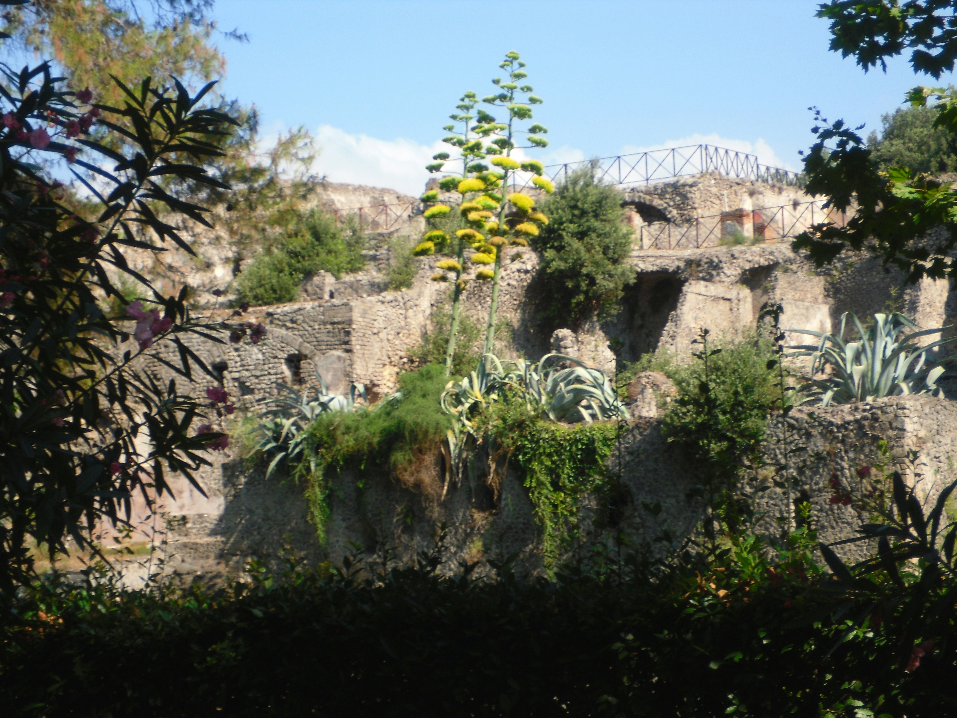 Yellow-Flower Spire Above Timeworn Terrace