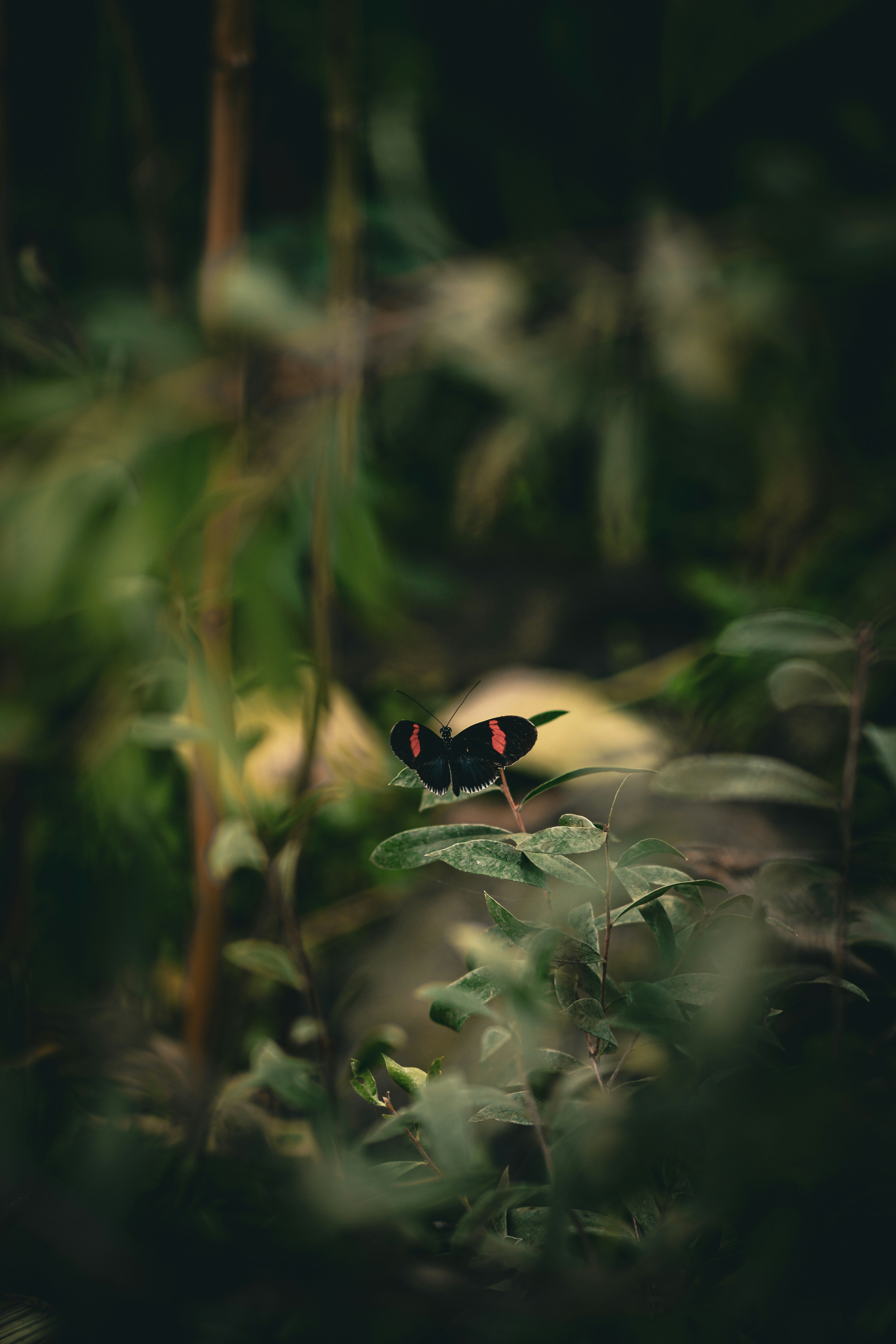 Red-marked butterfly resting in a dim emerald undergrowth