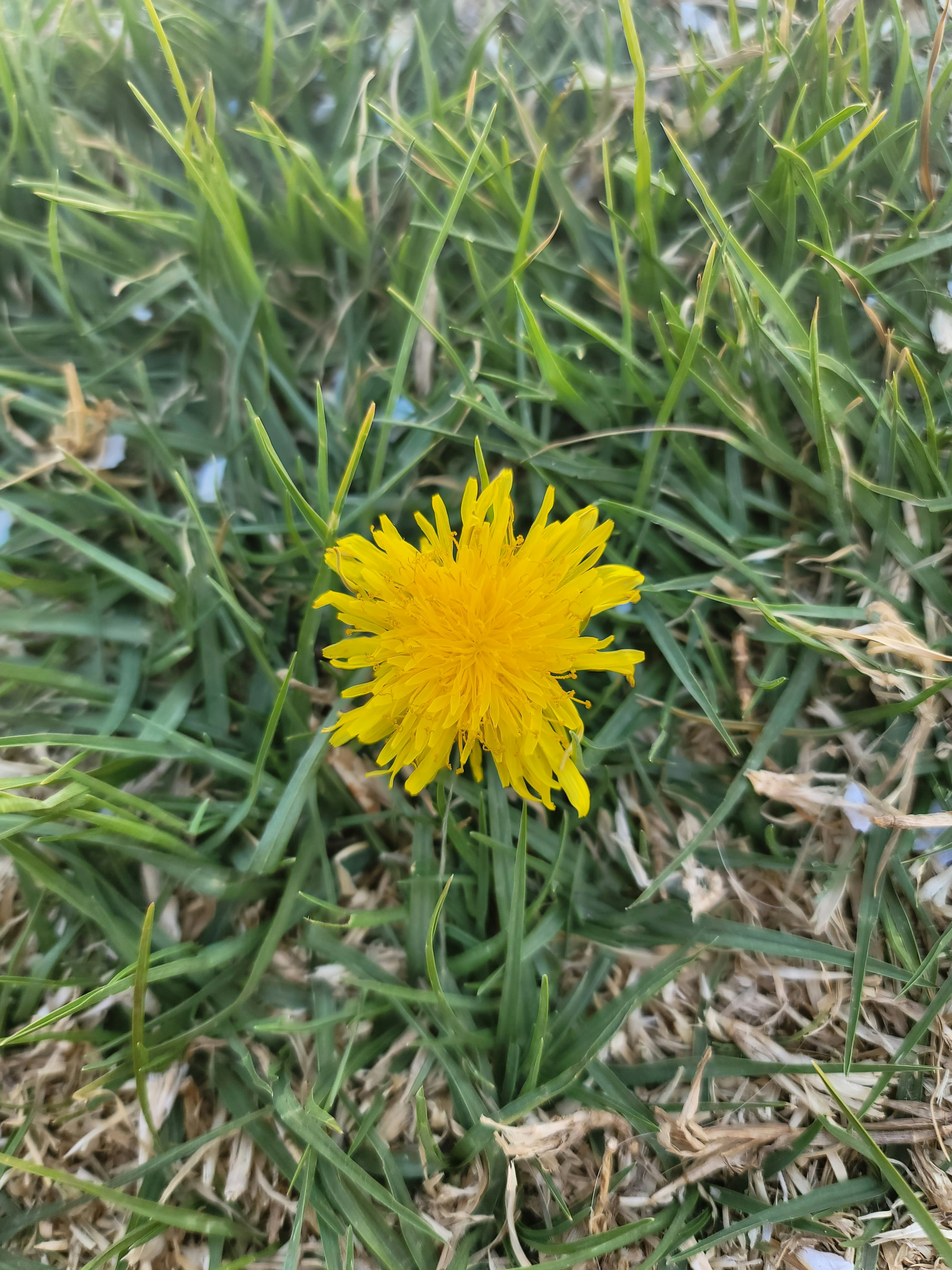 Sunlit Dandelion: A Bold Yellow Pulse Amid Quiet Grass