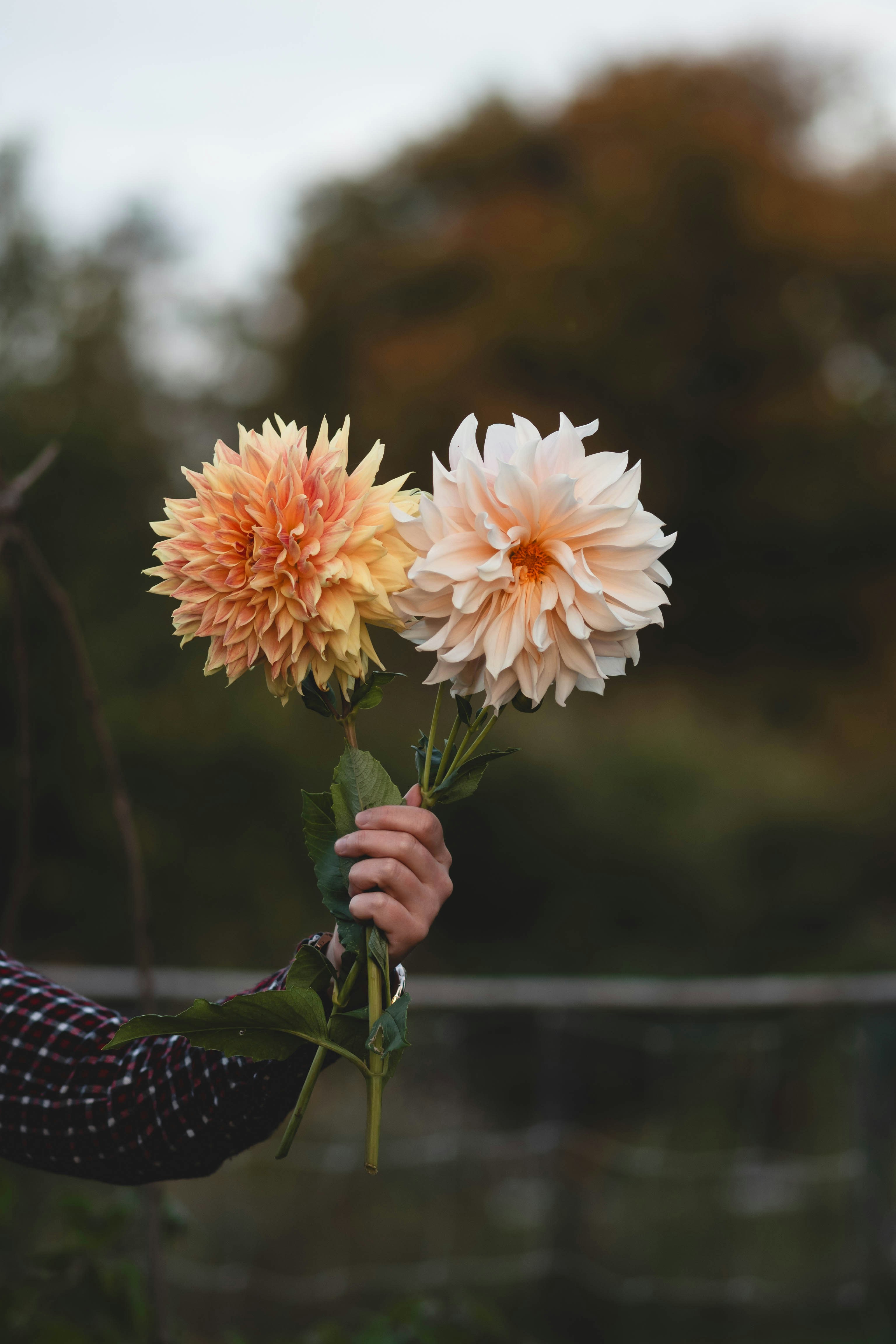 Two blush-dusted dahlias held aloft against a blurred autumn backdrop