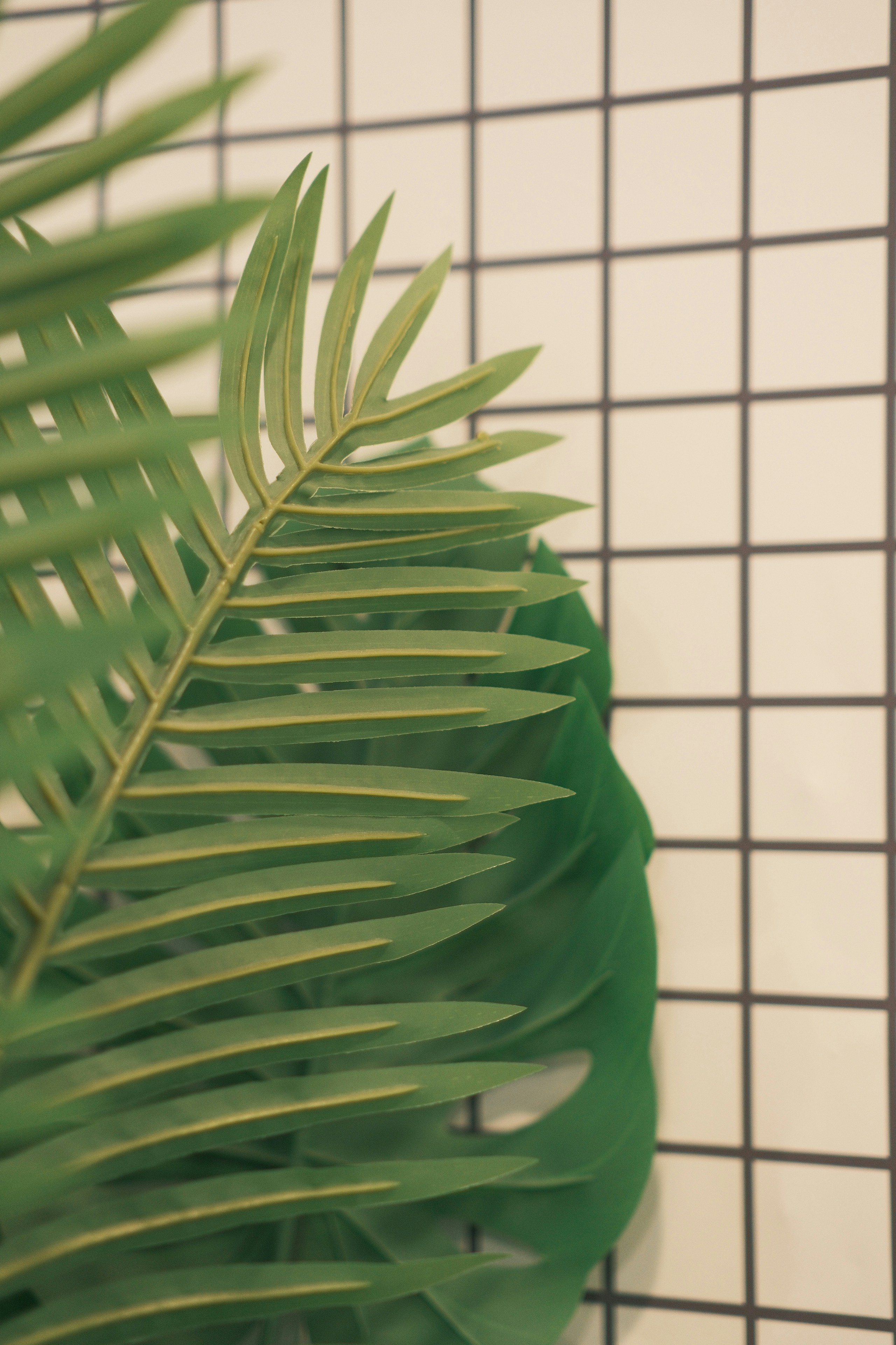 A close up of a green leaf on a tiled wall photo – Free Chill Image on ...