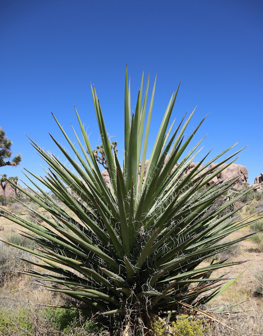 A large green plant sitting in the middle of a desert photo – Free ... A large green plant sitting in the middle of a desert photo – Free ...