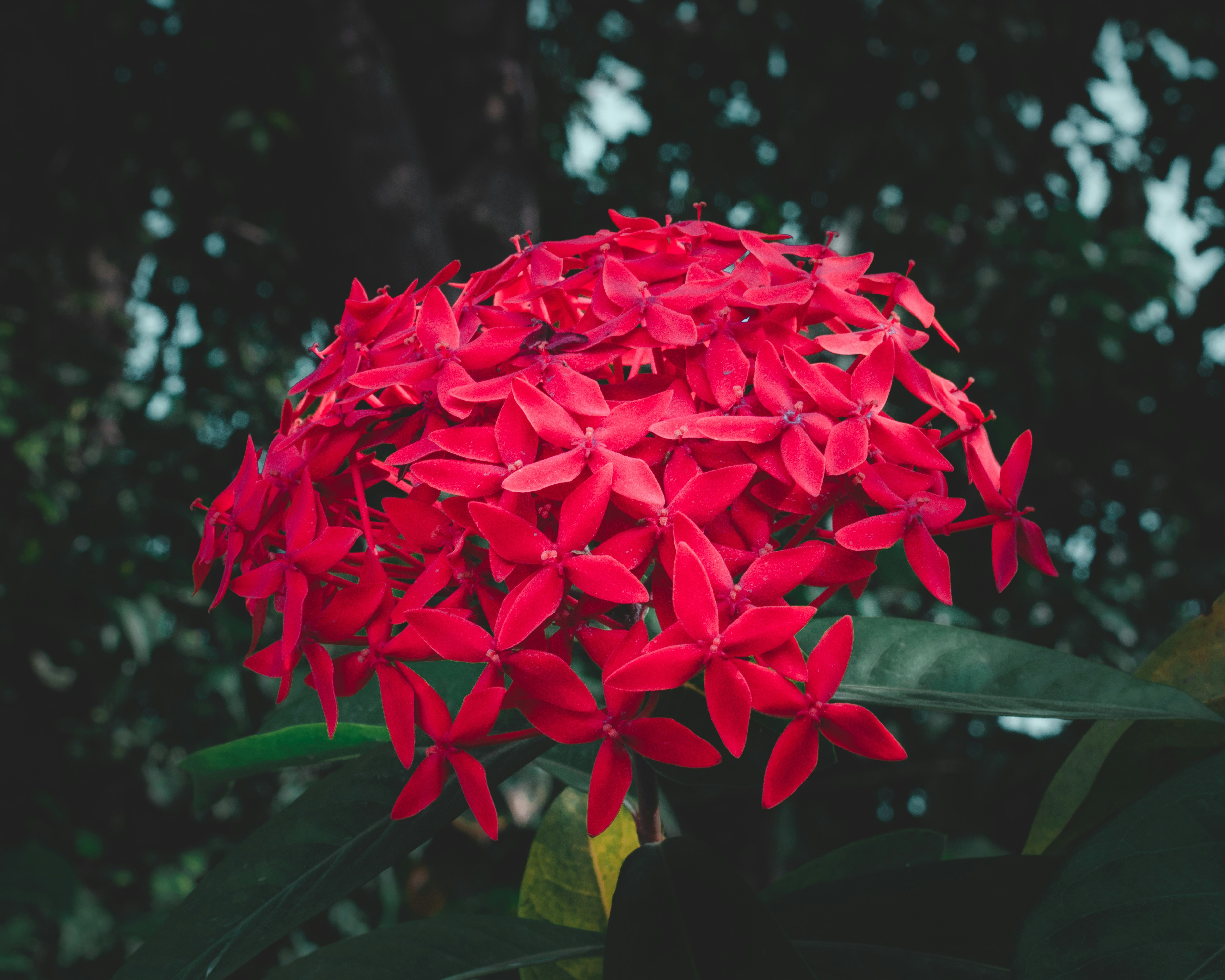 Cluster of vivid red flowers set against a dark, leafy background.