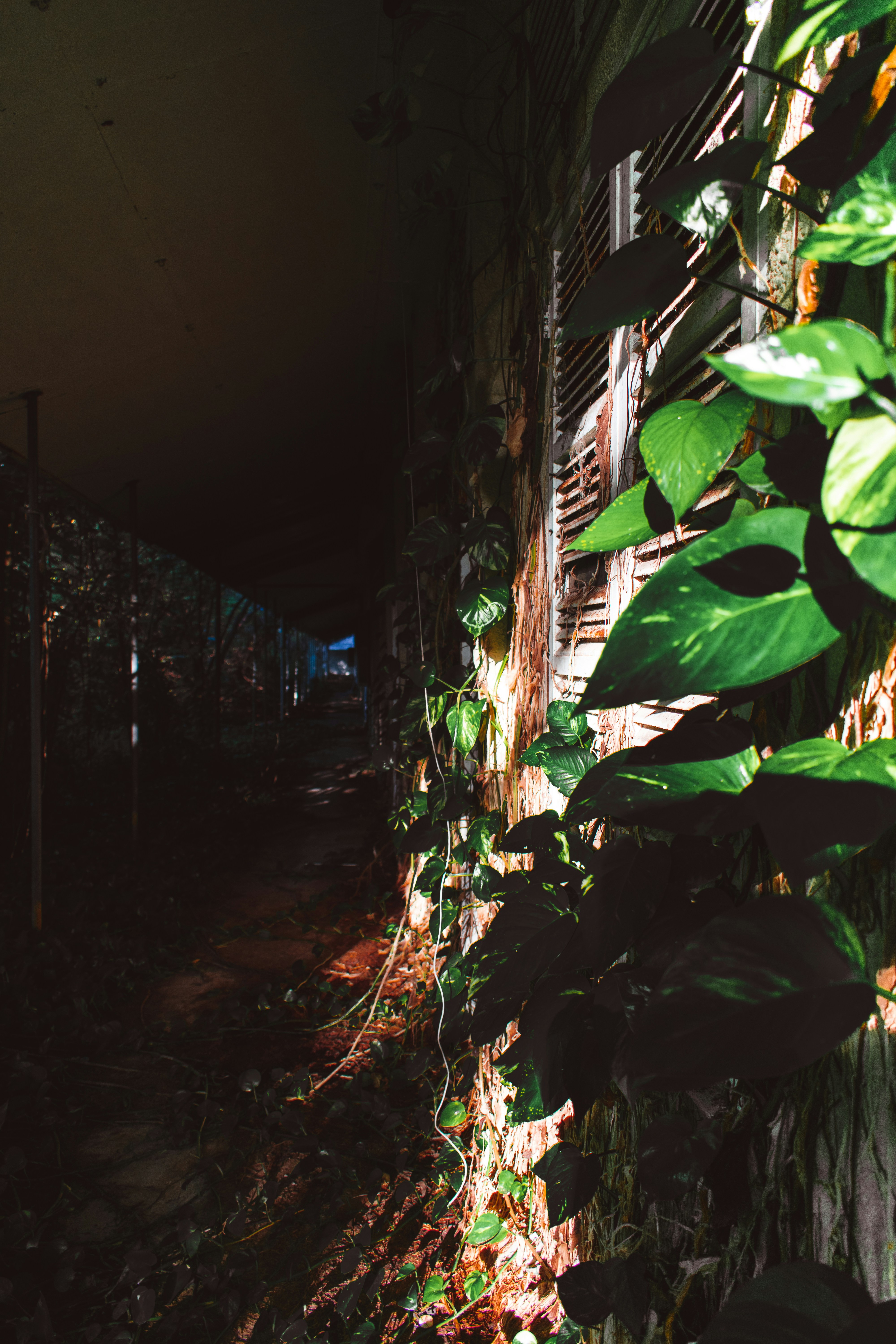 Vines gracefully climb an aged wall, illuminated by soft sunlight filtering through a canopy. The scene evokes a sense of tranquility and the passage of time.