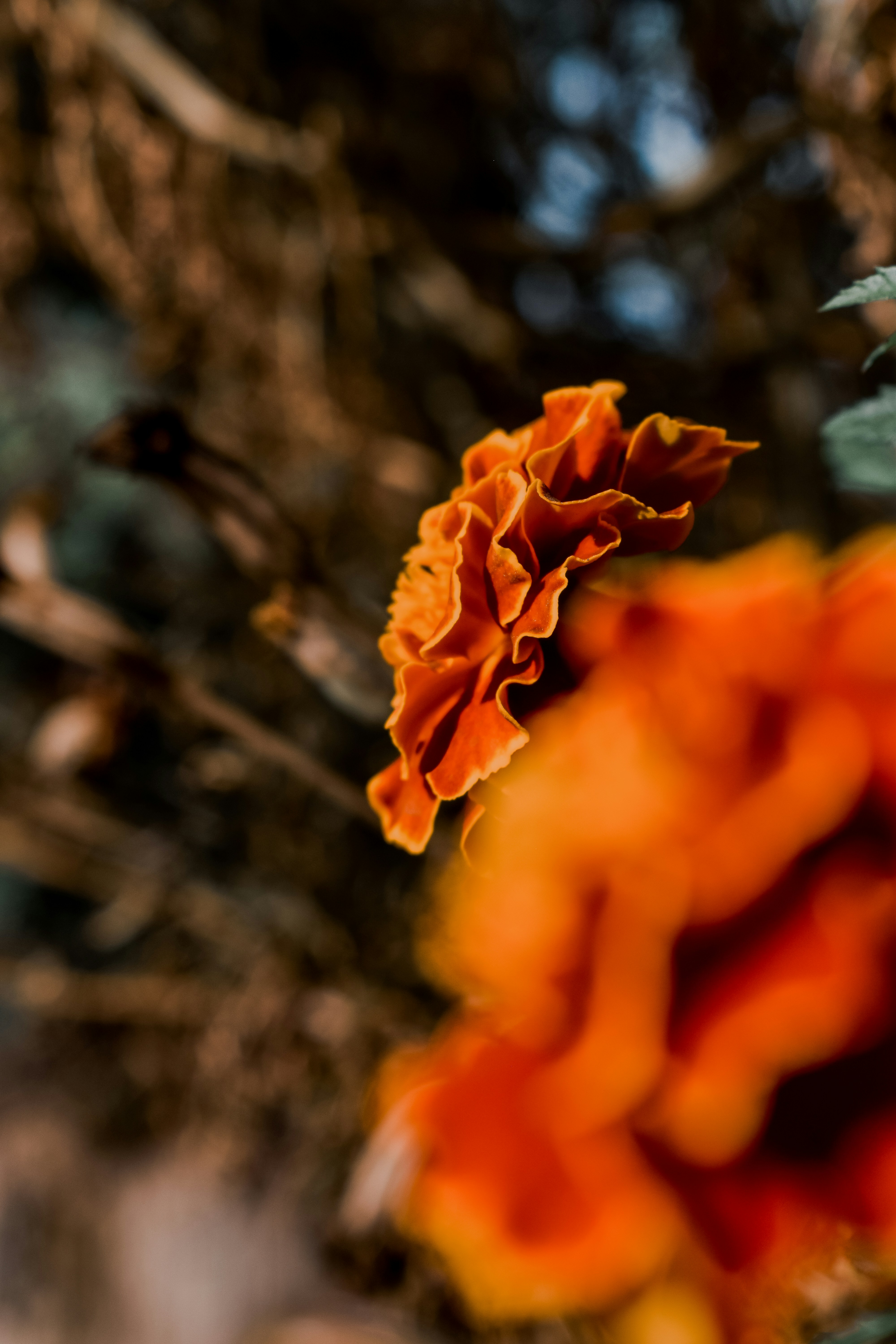 Orange bloom in focus, shadowed garden blur