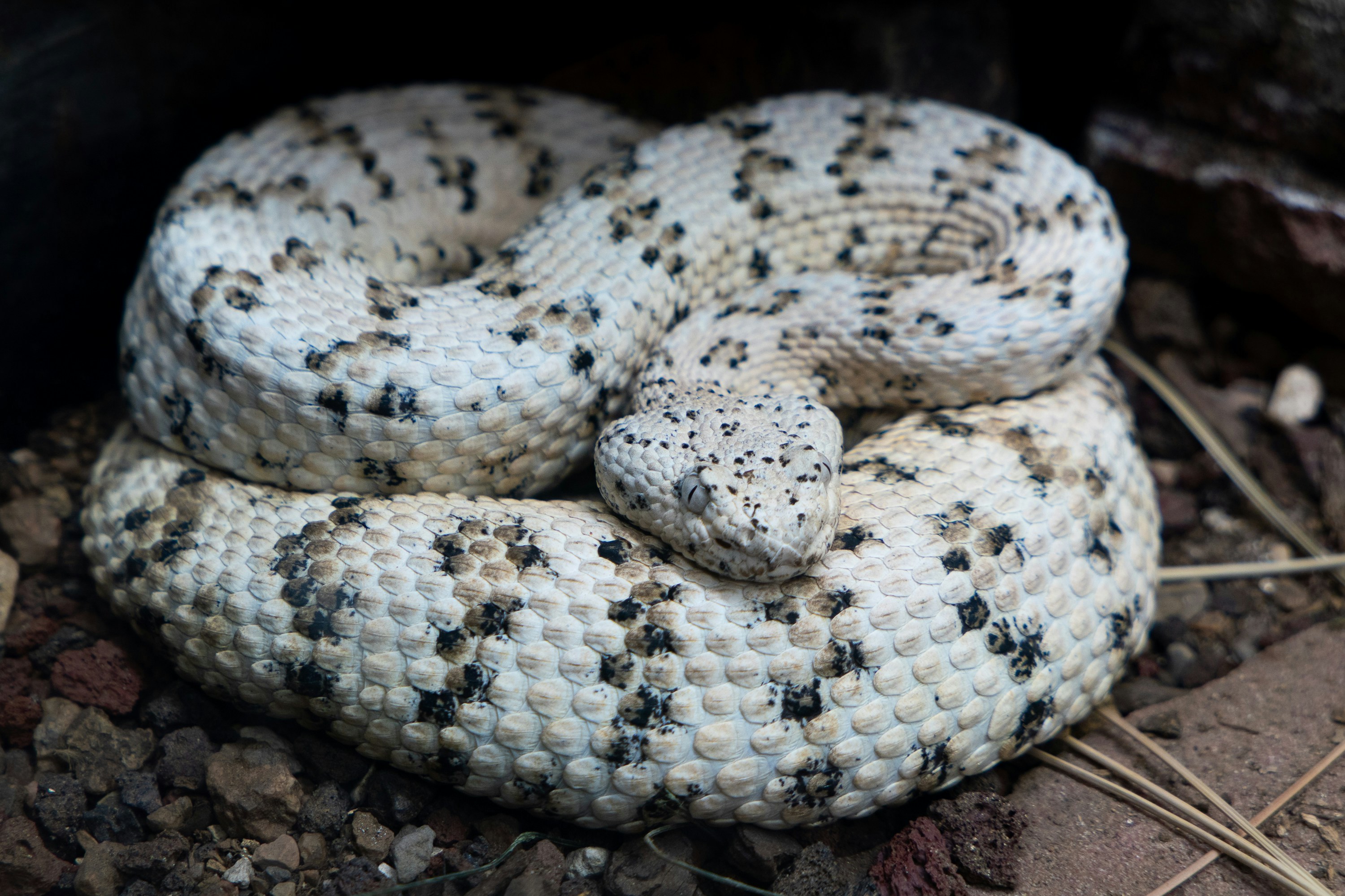 A close up of a snake on the ground photo – Free Denver zoo Image on ...
