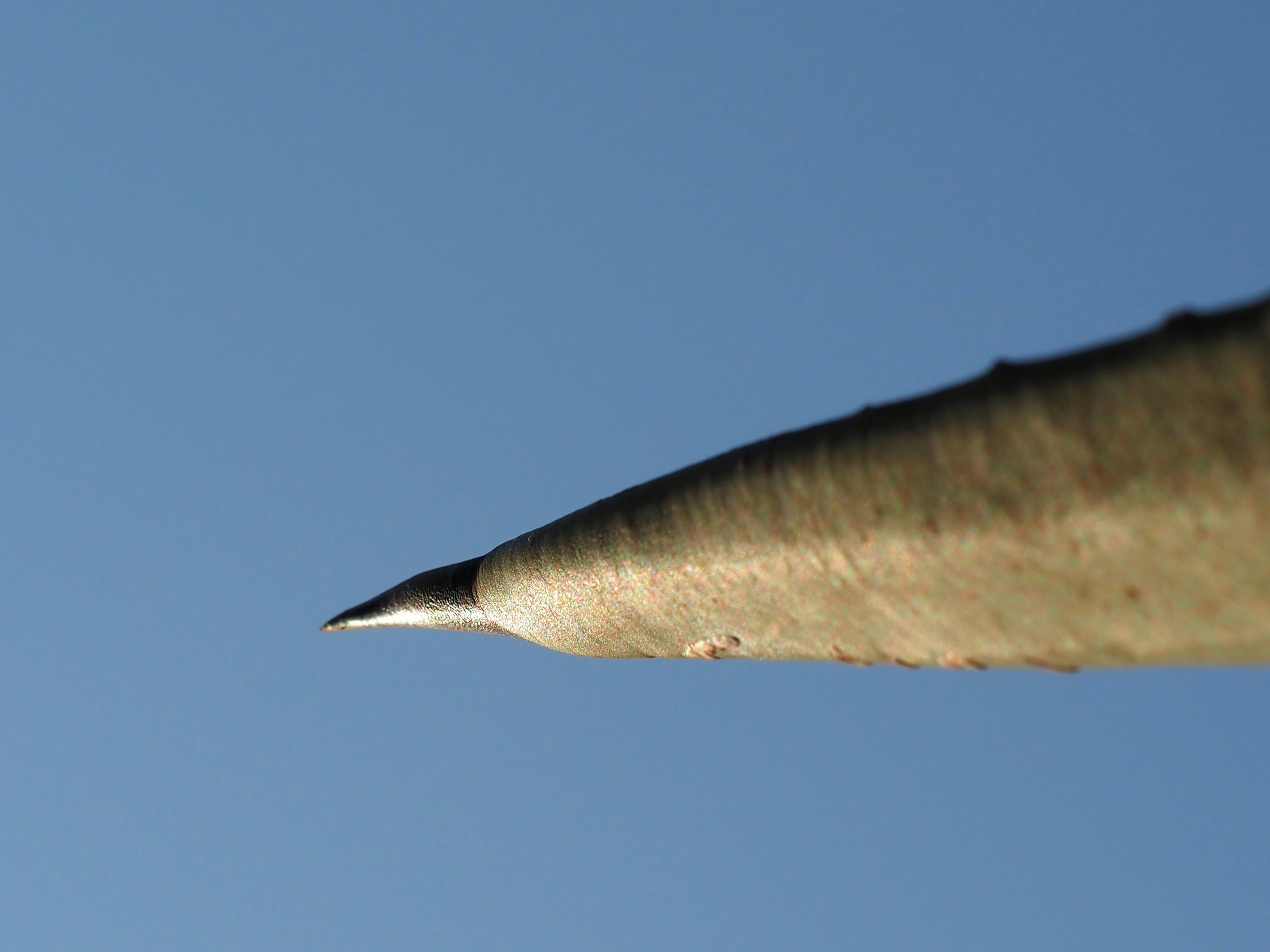 Spear Tip Against a Cerulean Sky