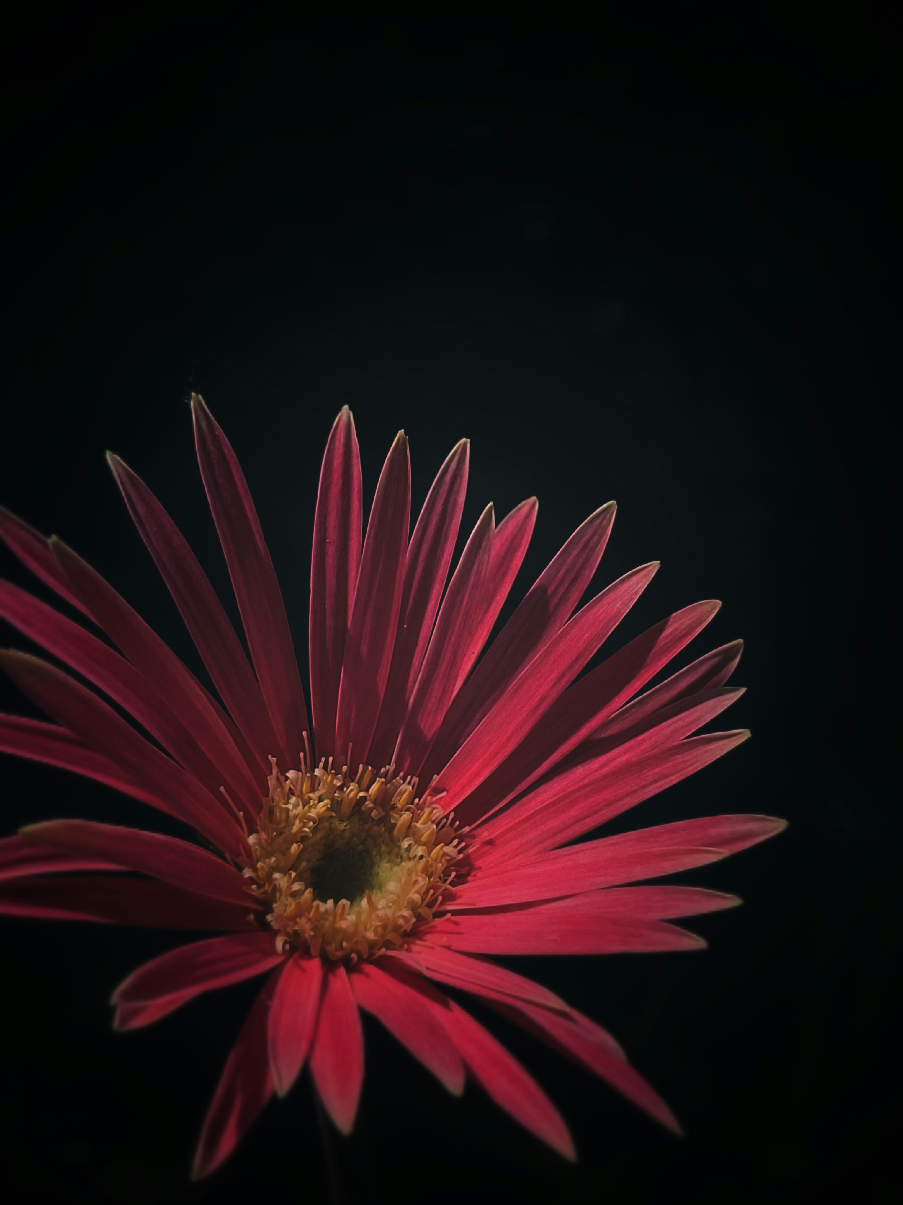 Close-up of a crimson gerbera-like flower against a dark background. The image highlights petal texture and the bright central disk.